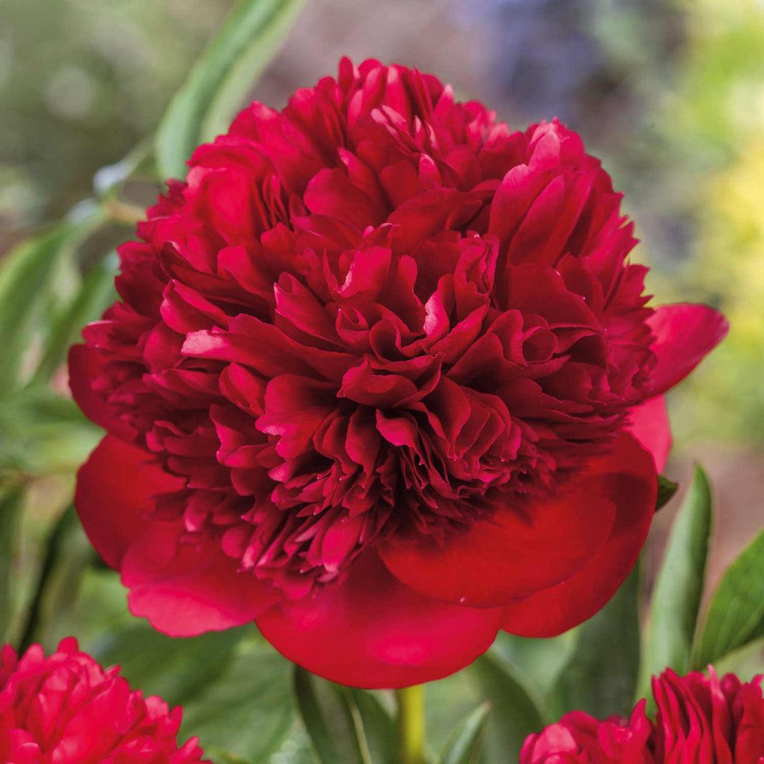 Paeonia 'Red Charm' 2Ltr Plant | Buy Paeonia Plants Online | Paeonia ...