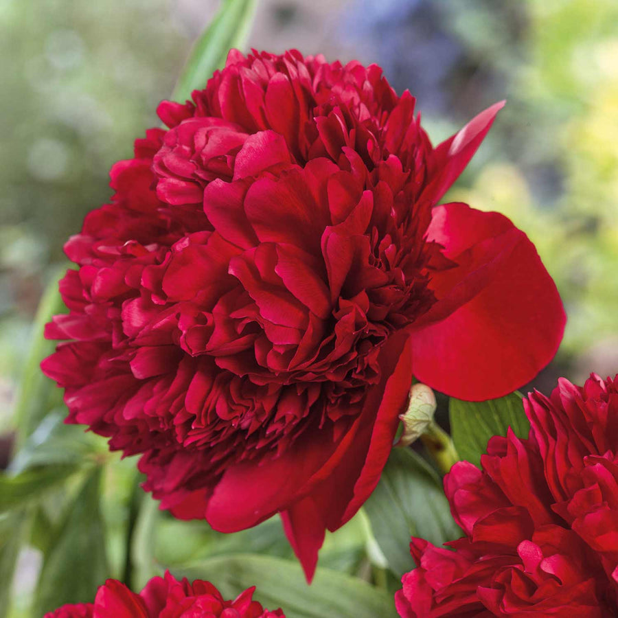 Paeonia 'Red Charm' 2Ltr Plant | Buy Paeonia Plants Online | Paeonia ...