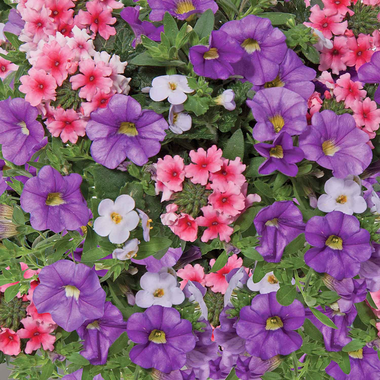 Basket and Container Collection 'Blueberry Parfait' | Marshalls Garden