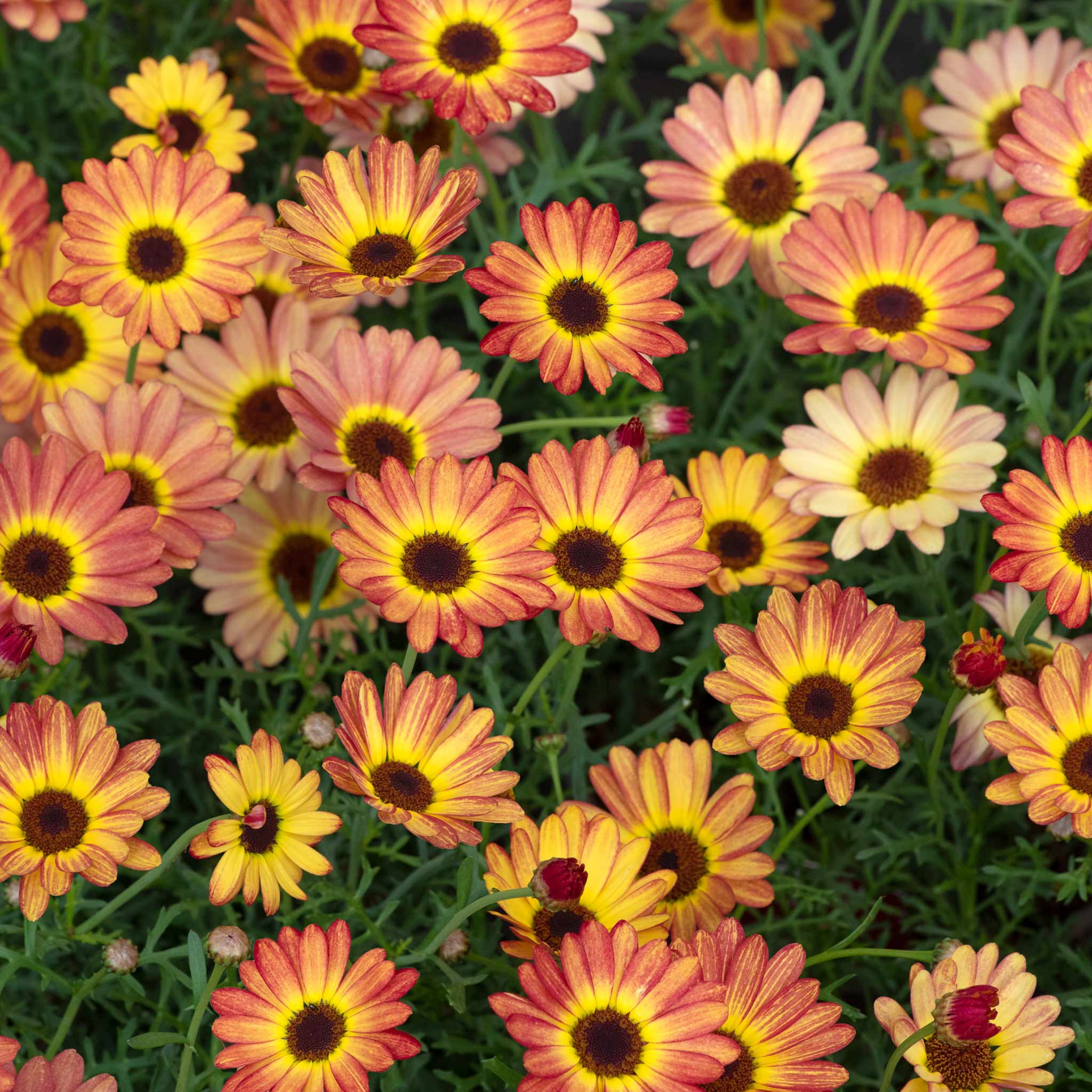 Argyranth. Grandaisy 'Orange/Yellow Halo' x 6 Super Plugs | Buy ...