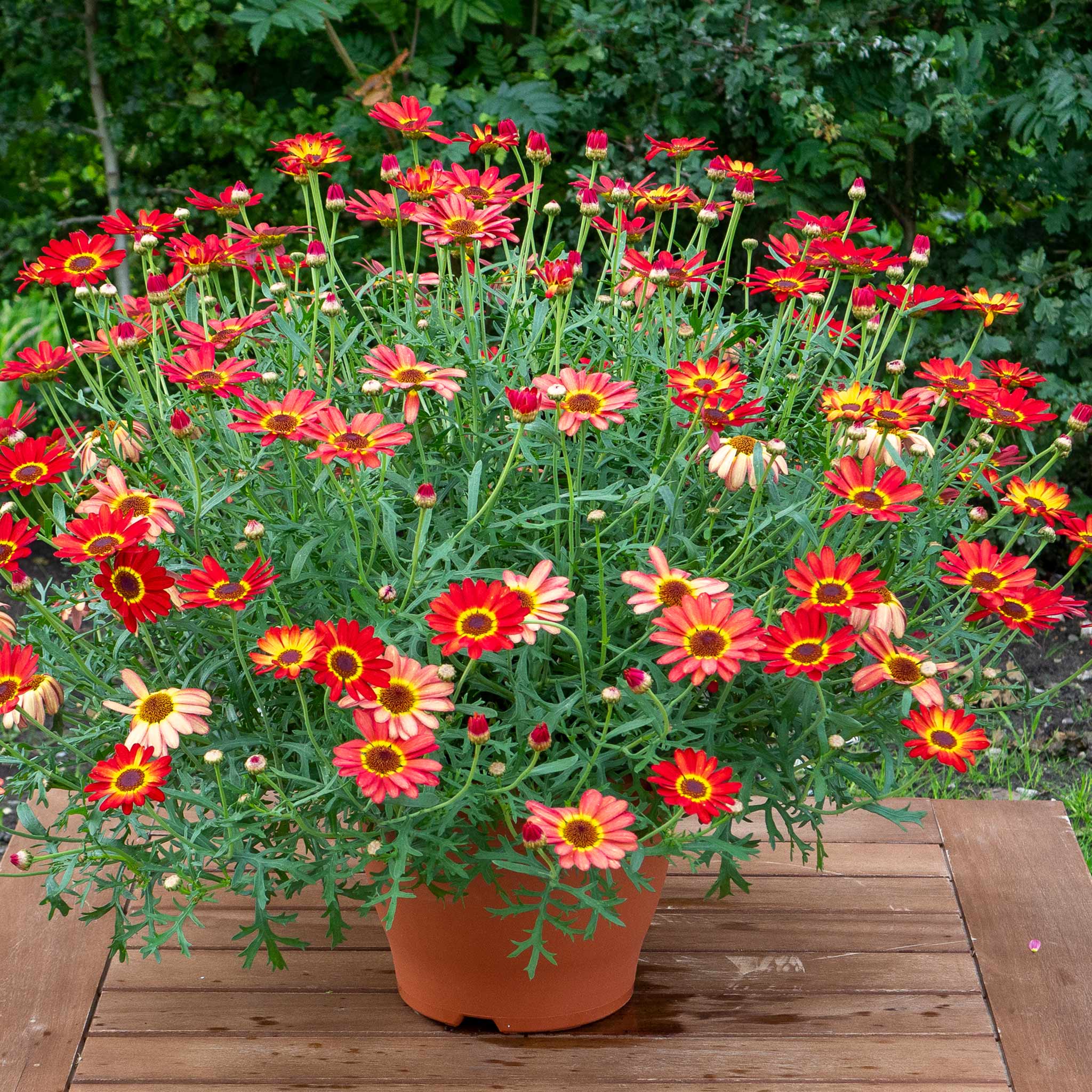 Argyranth. Grandaisy 'Orange/Yellow Halo' x 6 Super Plugs | Buy ...