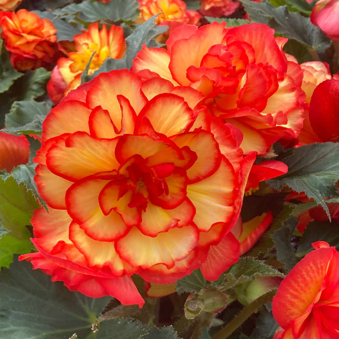 Begonia 'On Top Sun Glow' - 6 Super Plugs | Buy Begonia Plants Online ...
