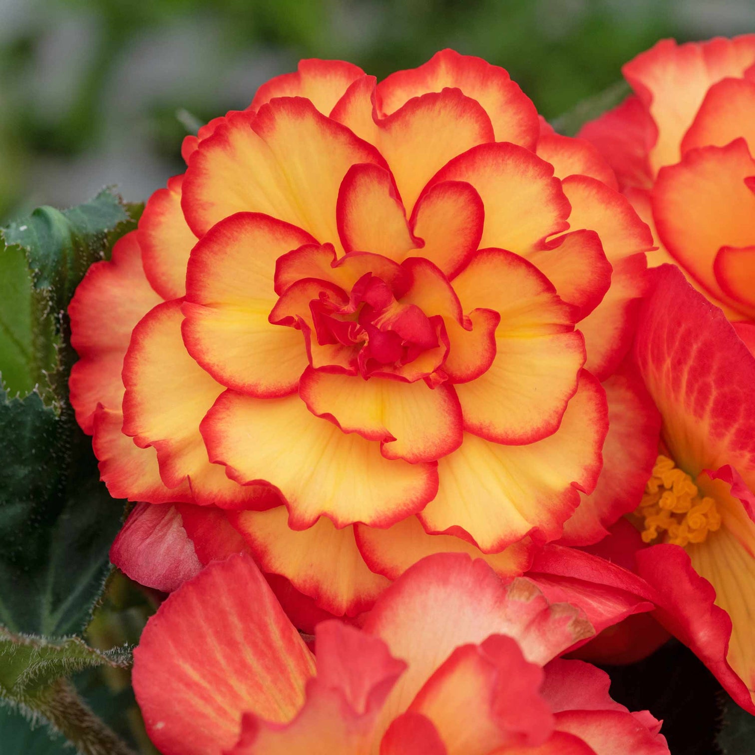 Begonia 'On Top Sun Glow' - 6 Super Plugs | Buy Begonia Plants Online ...