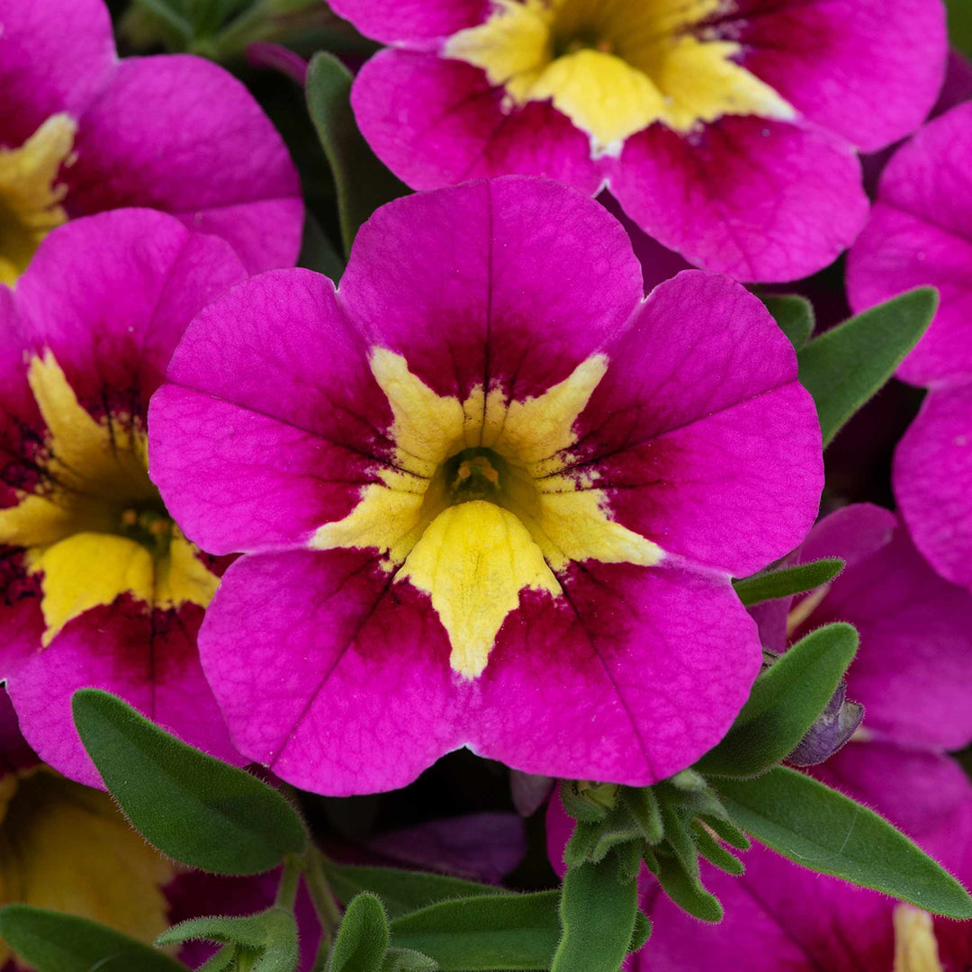 Calibrachoa Cabaret 'Bumble Bee Hot Pink' x 6 Super Plugs | Buy ...