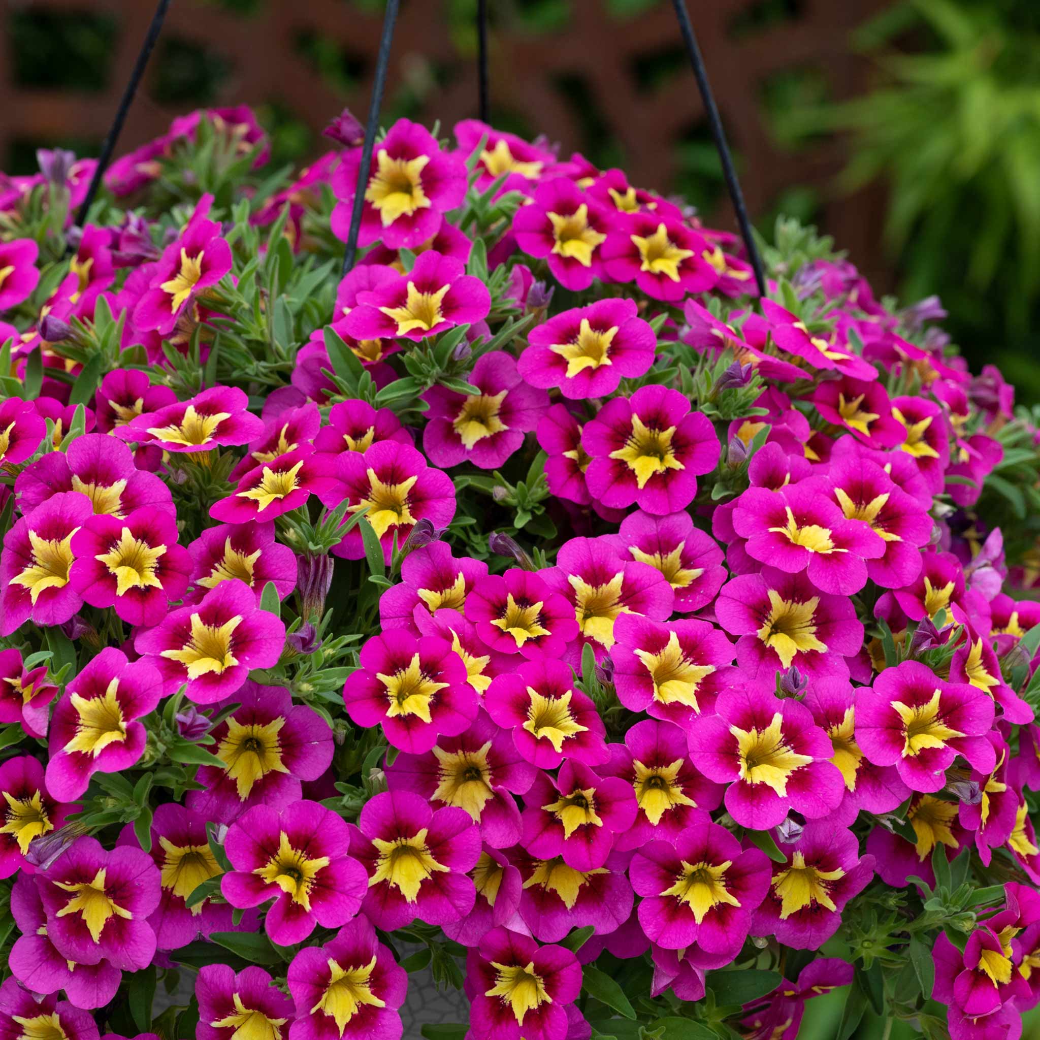 calibrachoa-plant-bumble-bee-hot-pink-buy-calibrochoa-plants-online