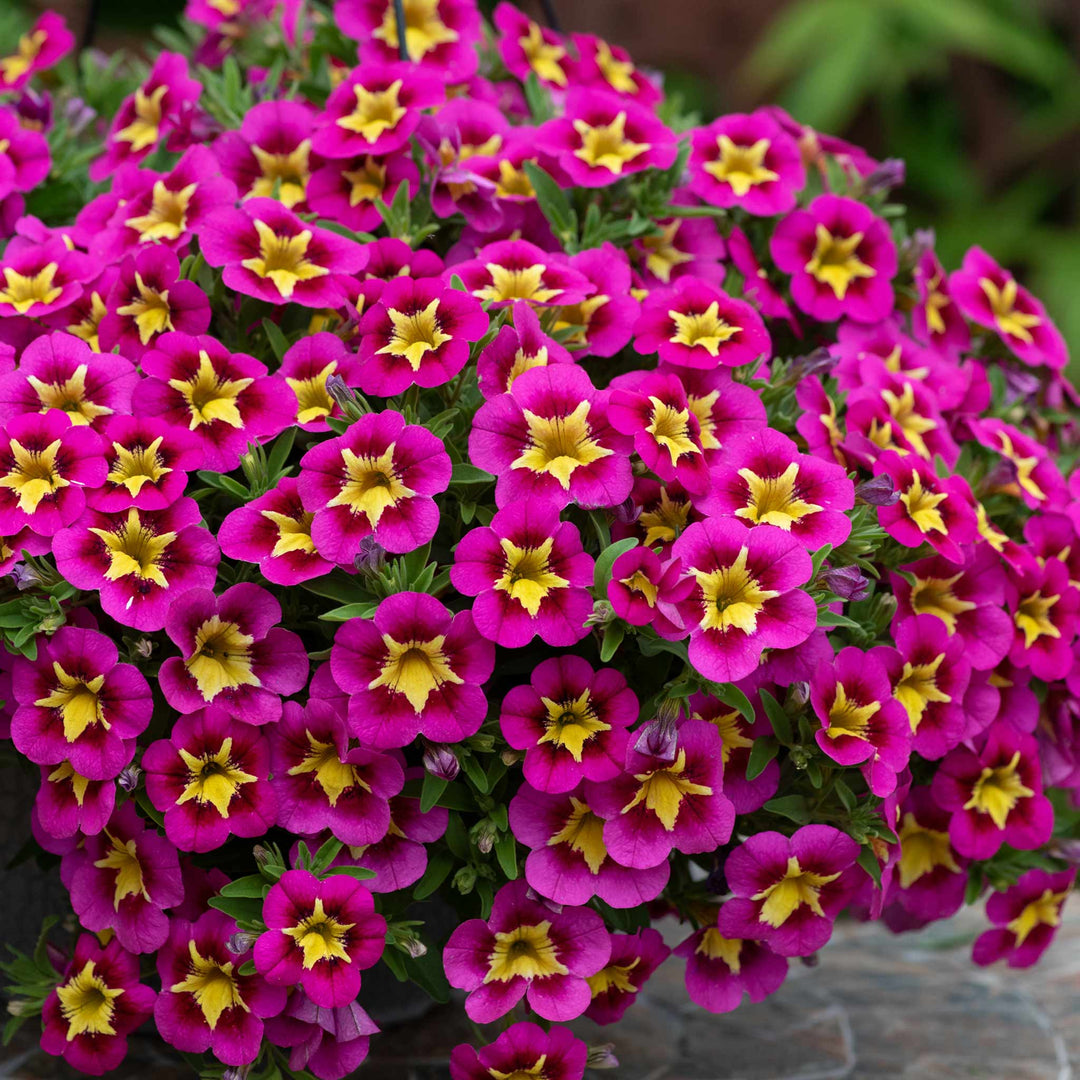 Calibrachoa Plant 'Bumble Bee Hot Pink' - 6 x Super Plug Plants | Buy ...