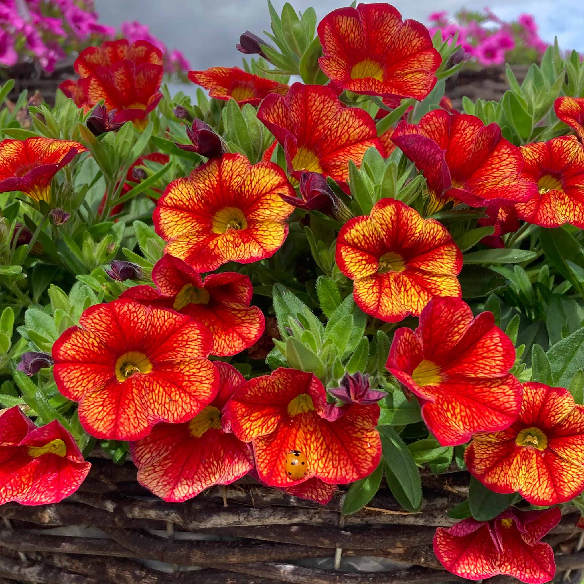 Calibrachoa Plant 'Can Can Oriental' | Buy Calibrochoa Plants Online ...