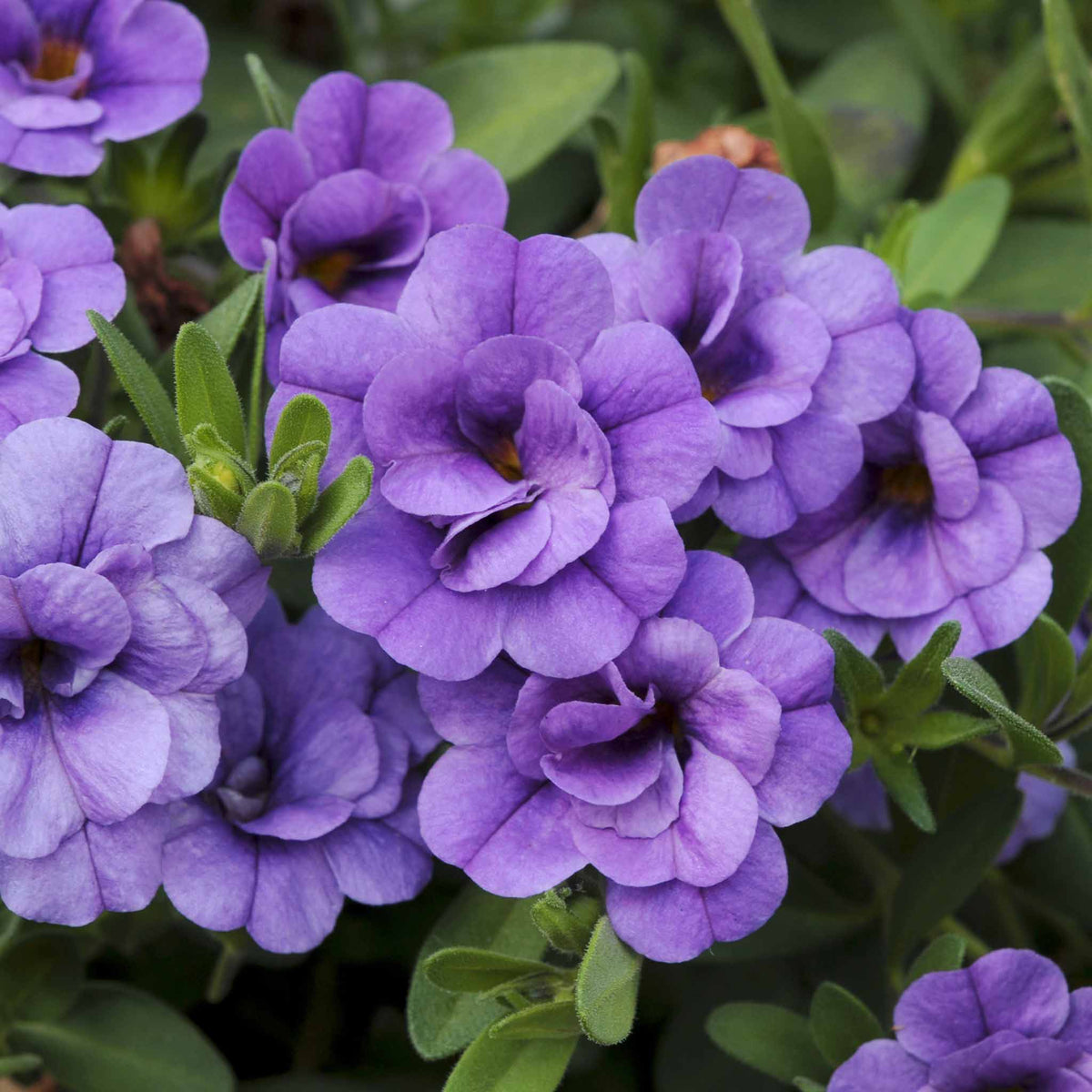 Calibrachoa Plant 'Can Can Provence Blue' - 6 x Super Plug Plants | Buy ...