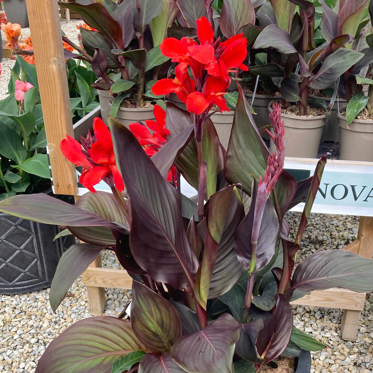 Canna Lily Plant 'Cannova Bronze Scarlet' - 3 x Garden Ready Plants ...