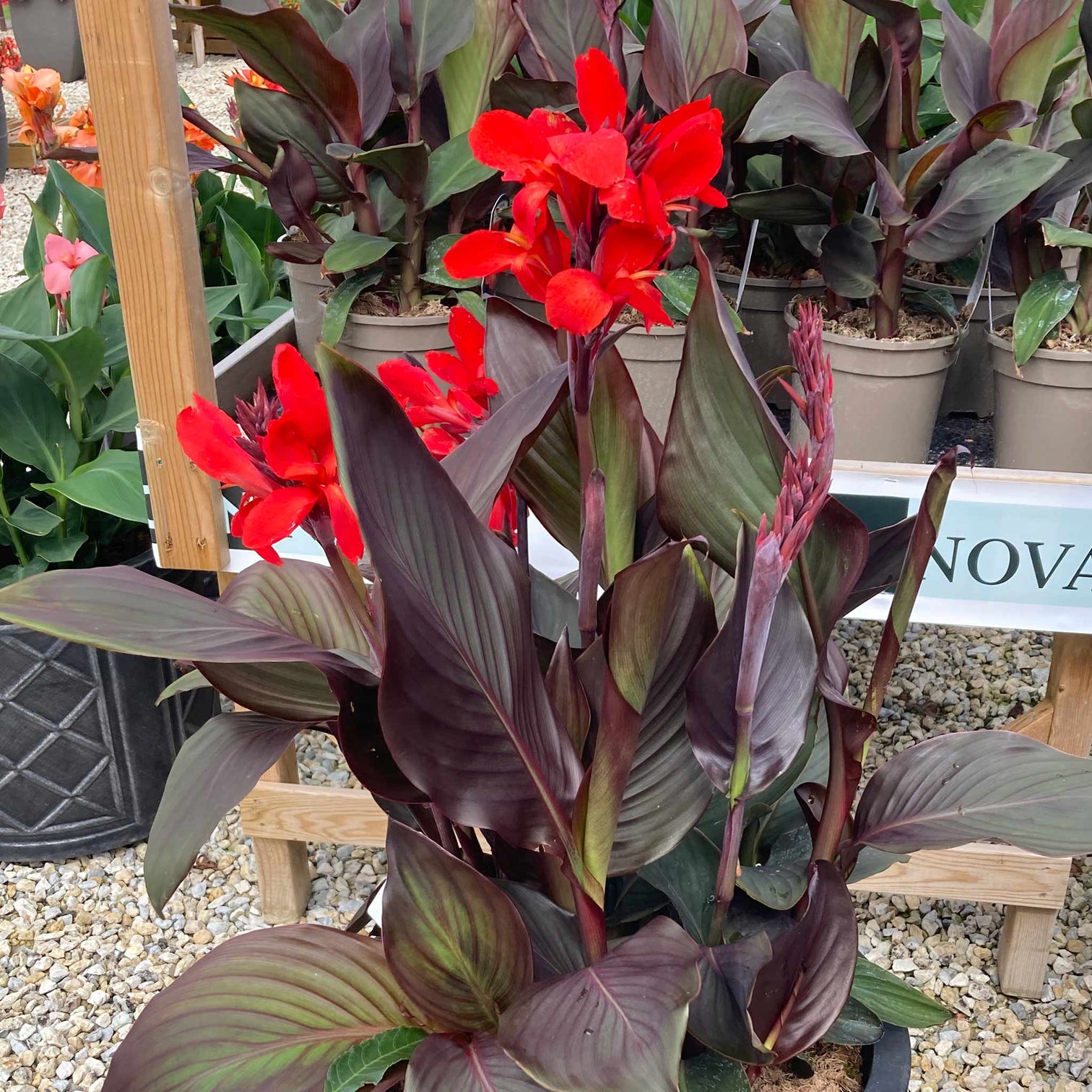 Canna Lily Plant 'Cannova Bronze Scarlet' - 3 x Garden Ready Plants ...