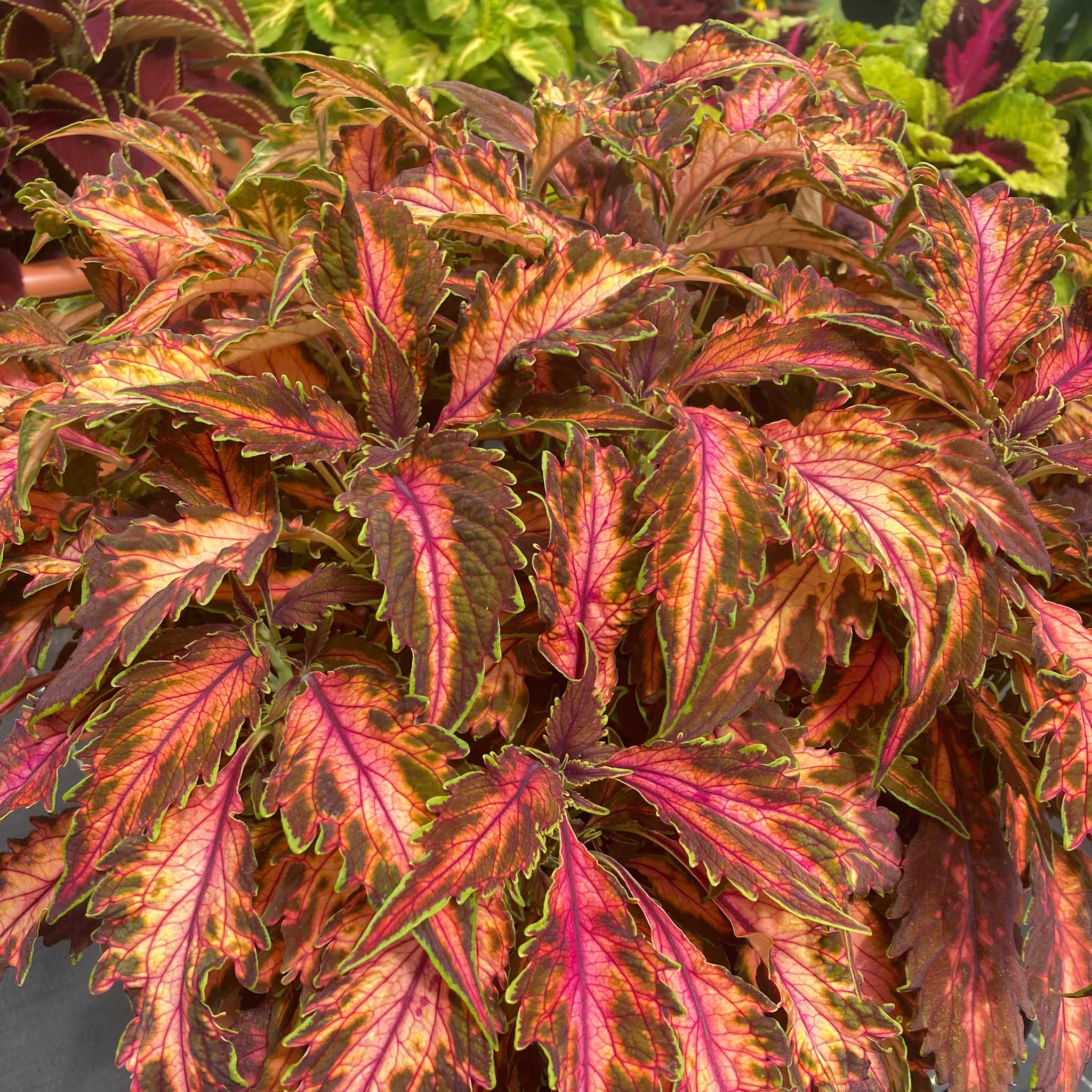 Coleus 'Coral Candy' - 5 Plugs | Buy Coleus Plants Online | Coleus ...