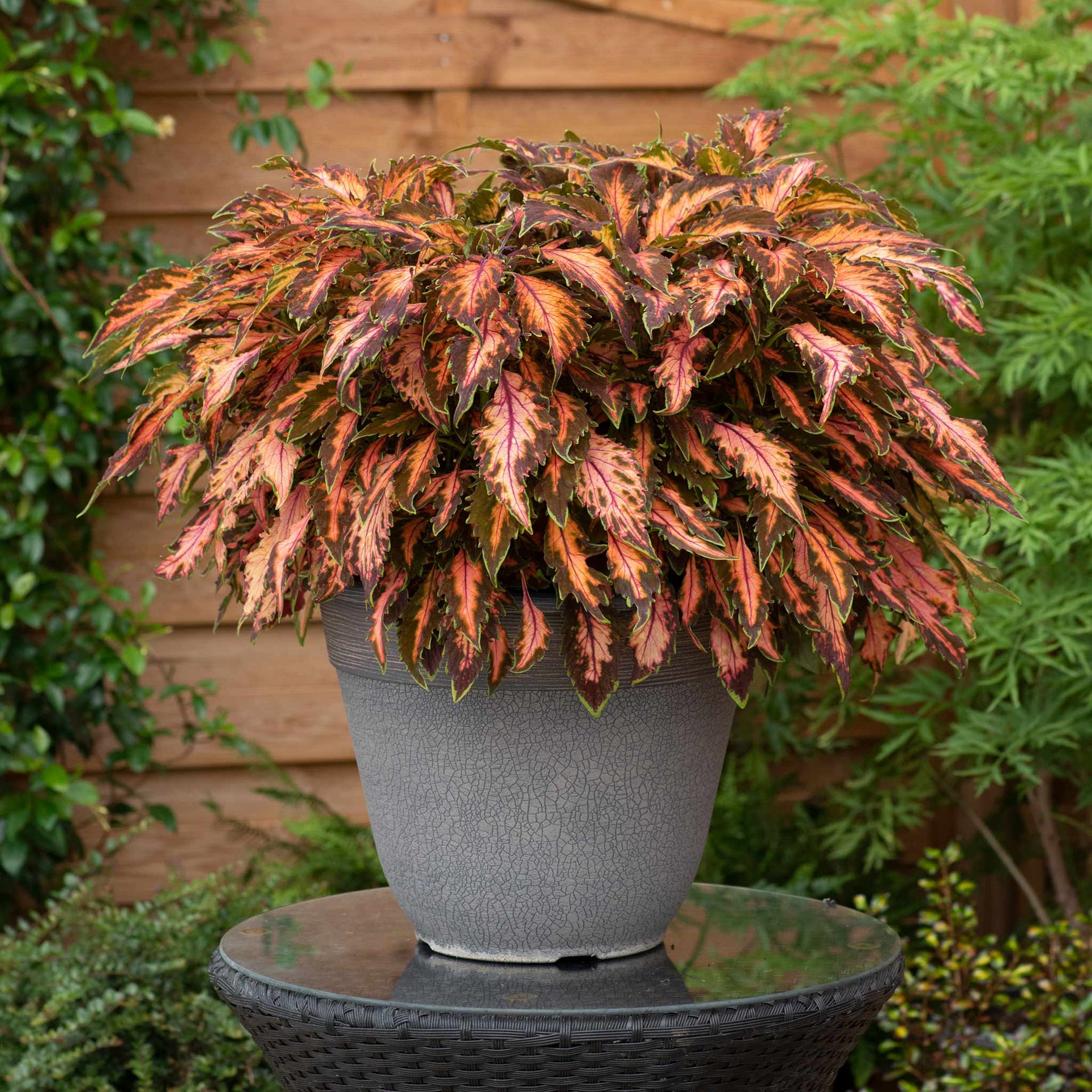 Coleus 'Coral Candy' - 5 Plugs | Buy Coleus Plants Online | Coleus ...
