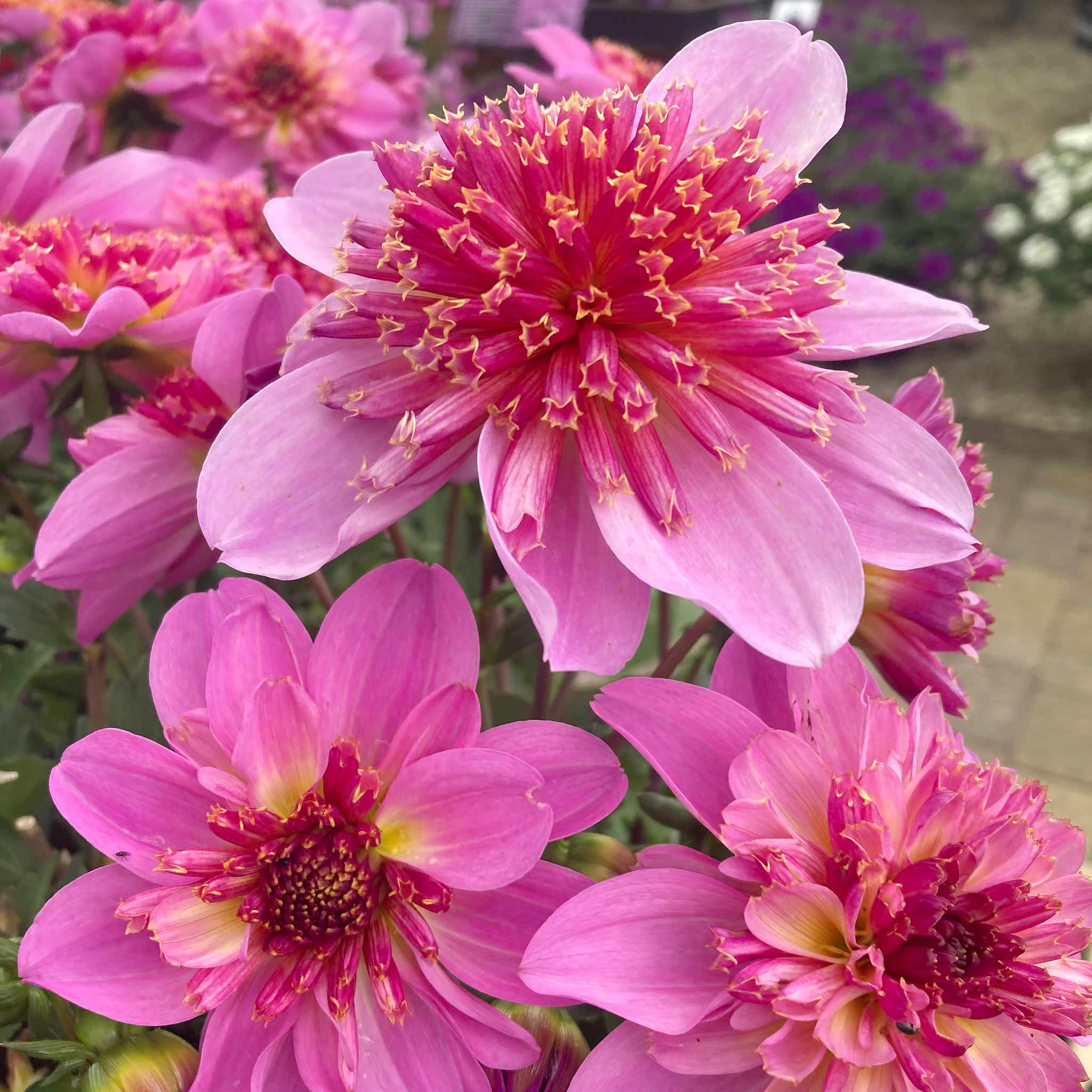 Dahlia 'Dalina Maxi Starburst Pink' - 5 Super Plugs | Buy Dahlia Plants ...