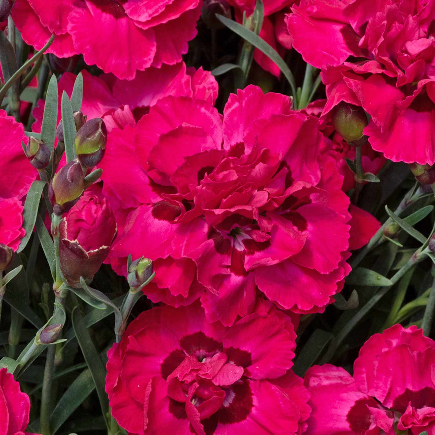 Dianthus Plant 'Early Love' | Marshalls Garden