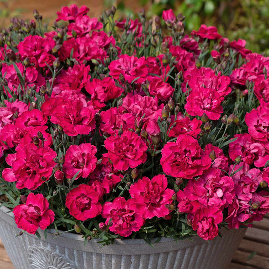 Dianthus 'Early Love' | Buy Dianthus Plants Online | Summer Bedding ...