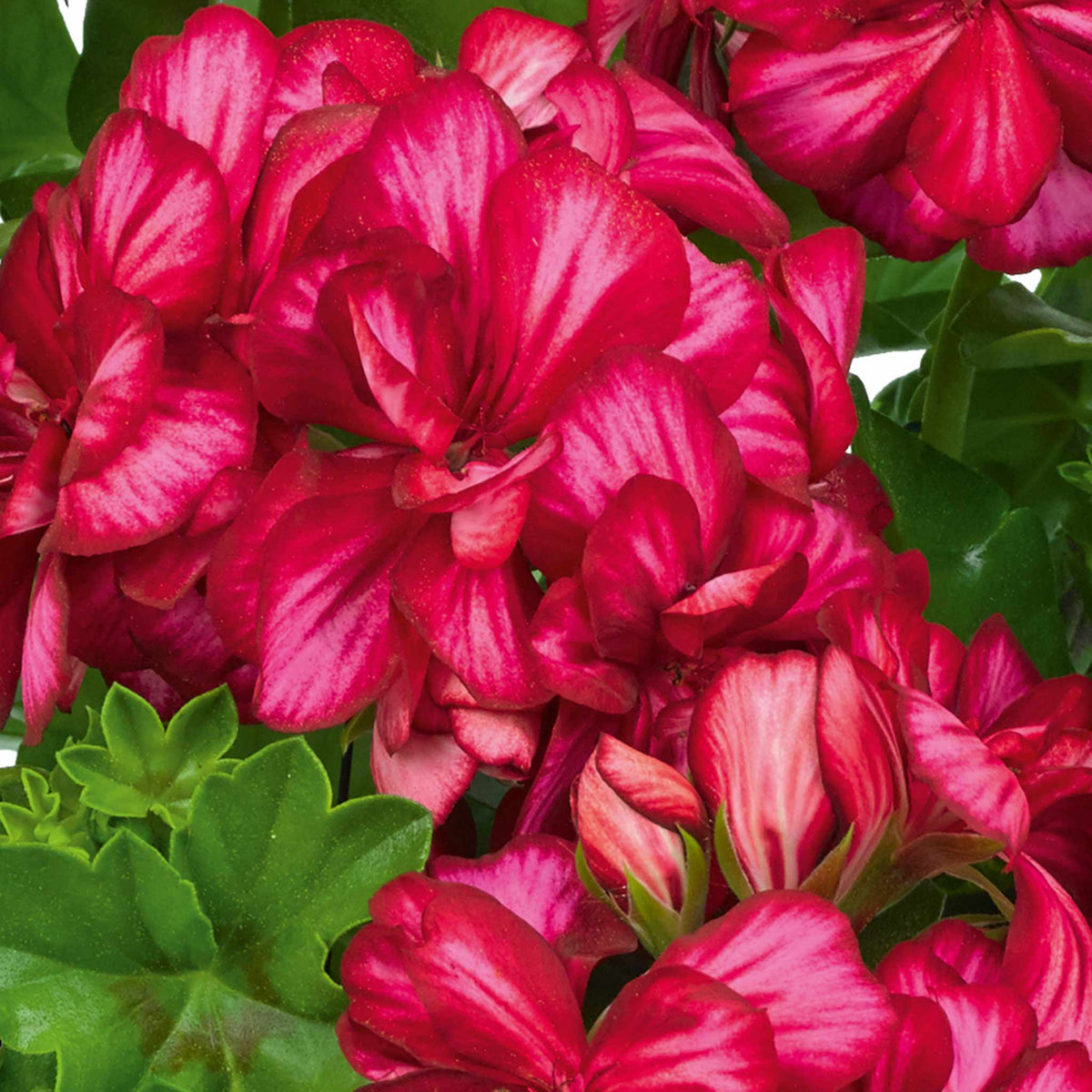 Geranium Plant 'Sunflair Lollipop Chris Red' - 6 x Super Plug Plants ...