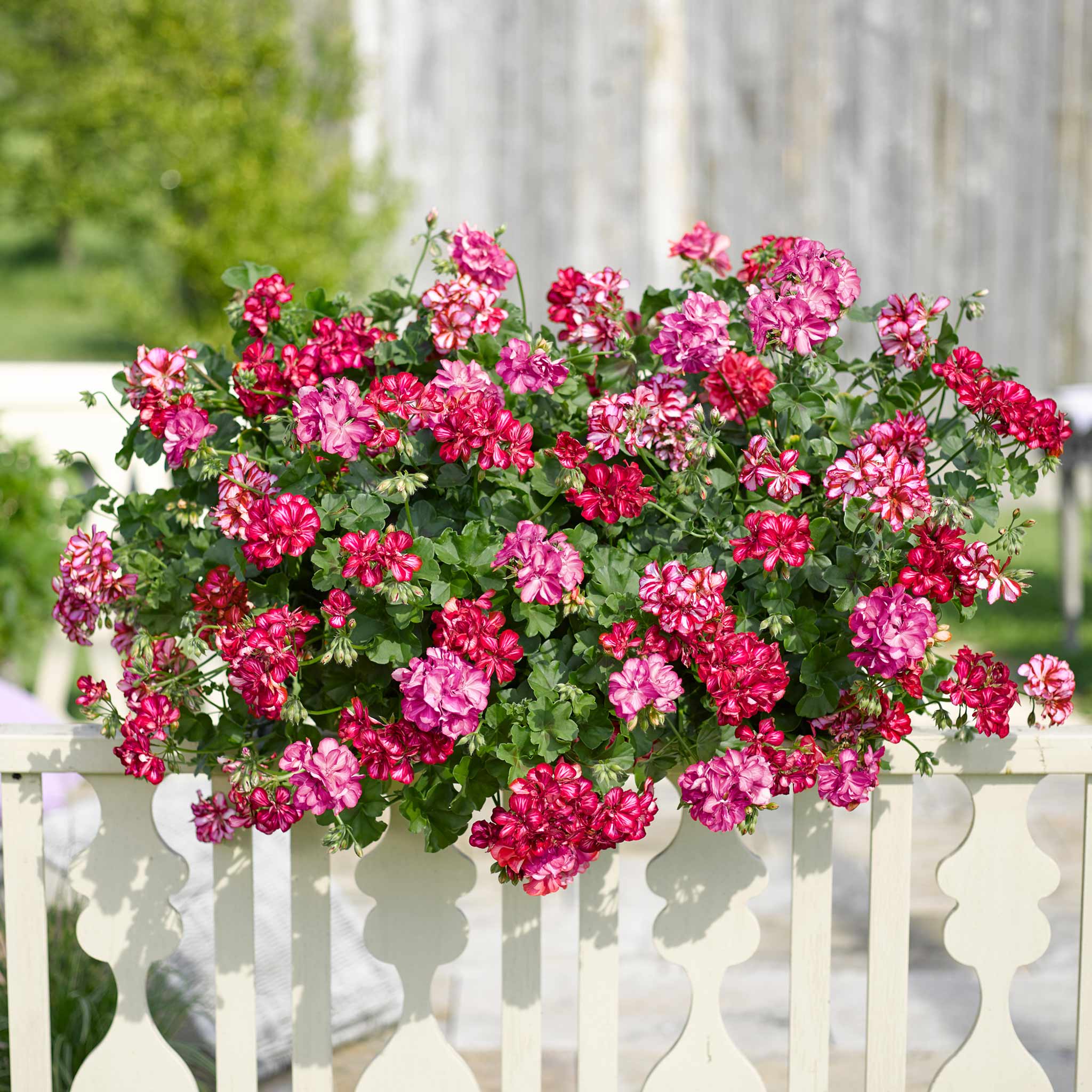 Geranium Plant 'Sunflair Lollipop Chris Red' - 6 x Super Plug Plants ...