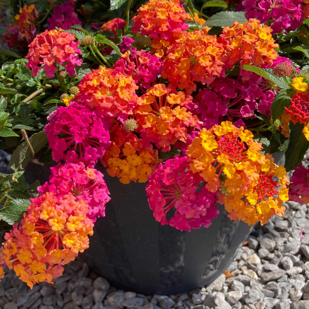 Lantana 'Bloomify Rose' | Buy Lantana Plants Online | Summer Bedding ...