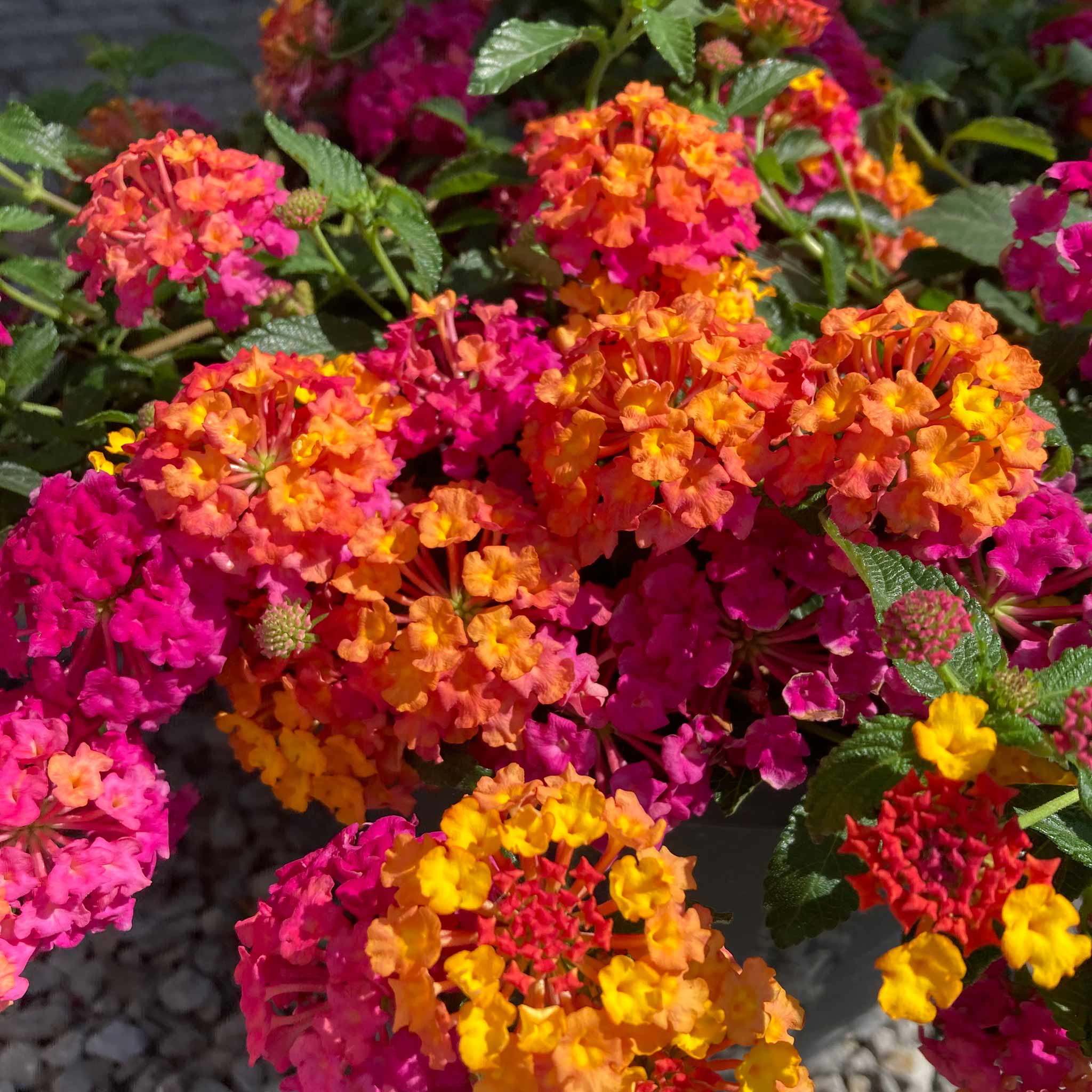 Lantana 'Bloomify Rose' | Buy Lantana Plants Online | Summer Bedding ...
