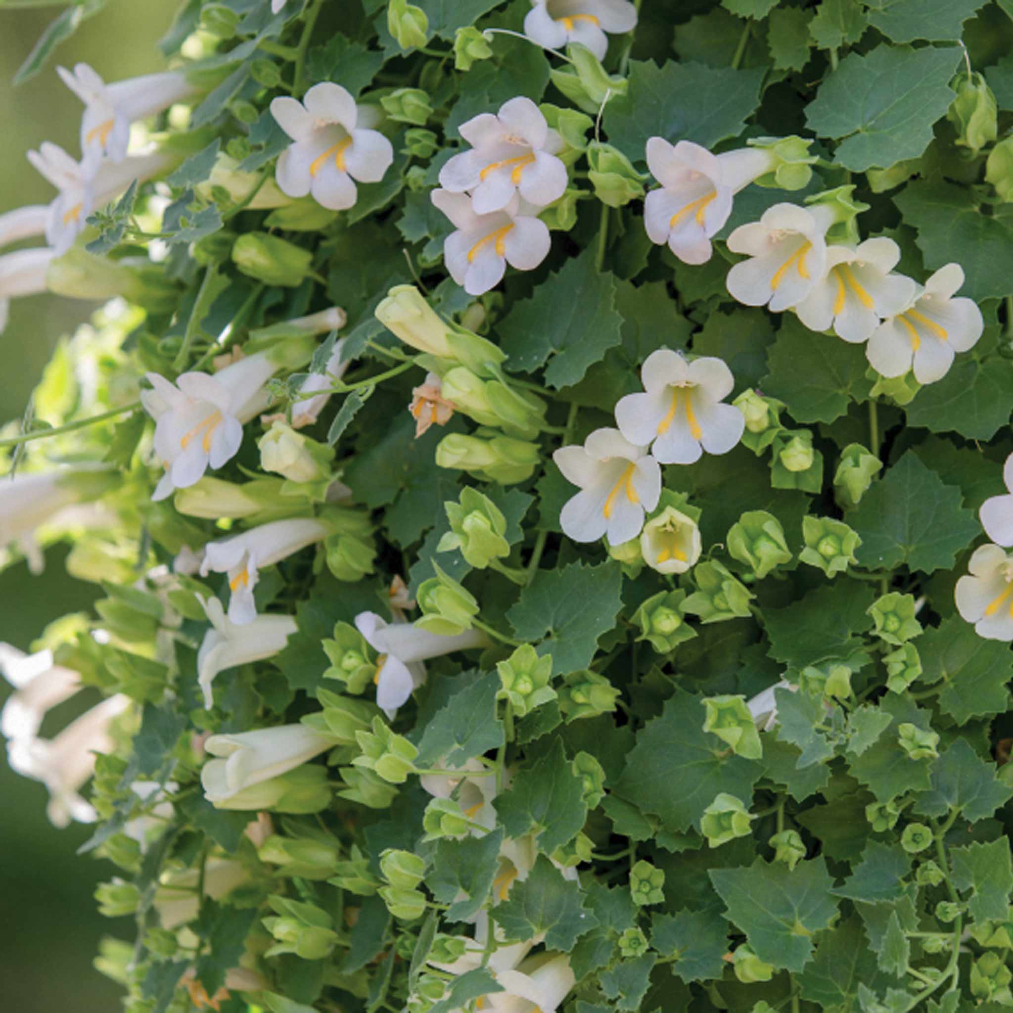 Lofos 'Compact White' x 5 Super Plugs | Buy Lofos Plants Online | Lofos ...