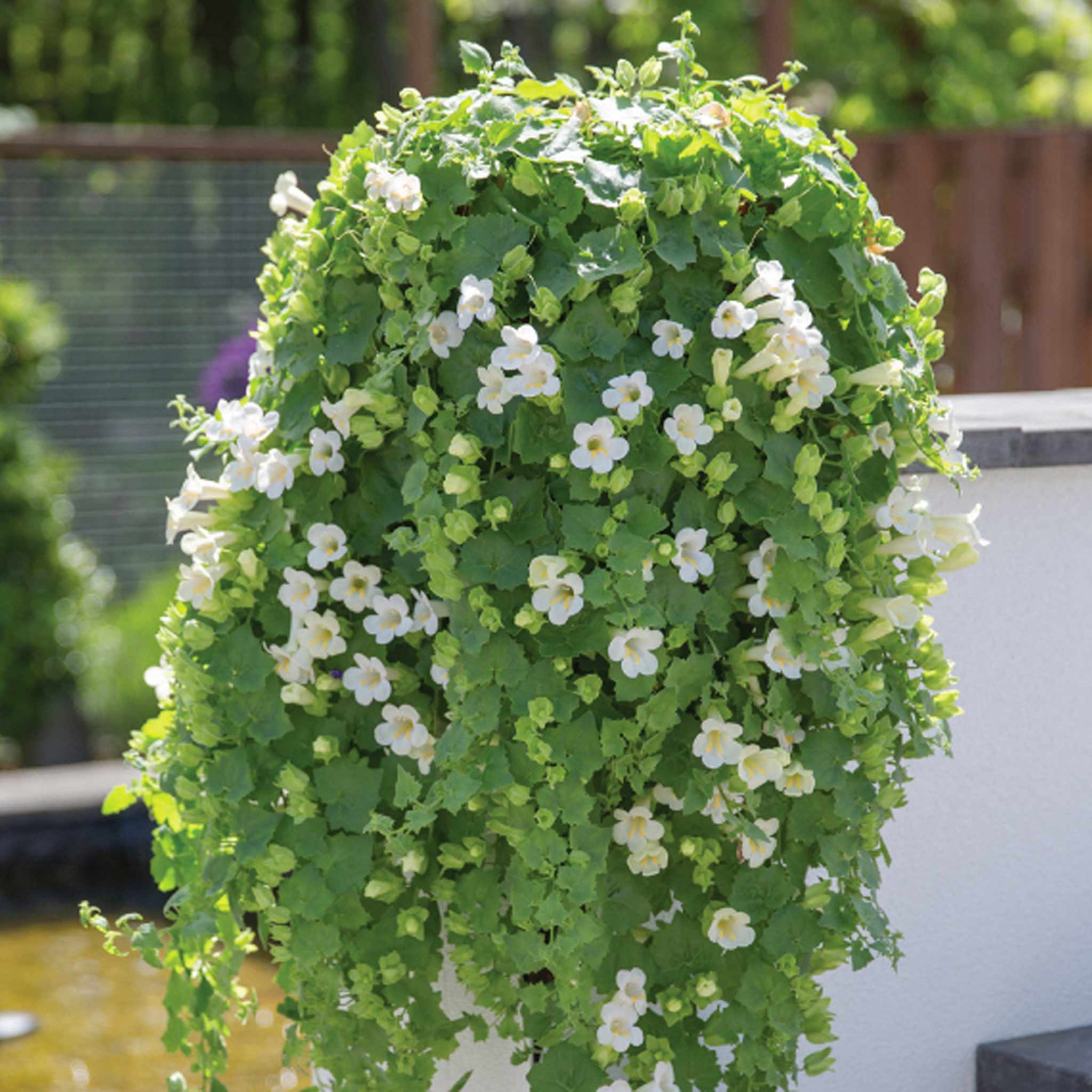Lofos 'Compact White' x 5 Super Plugs | Buy Lofos Plants Online | Lofos ...