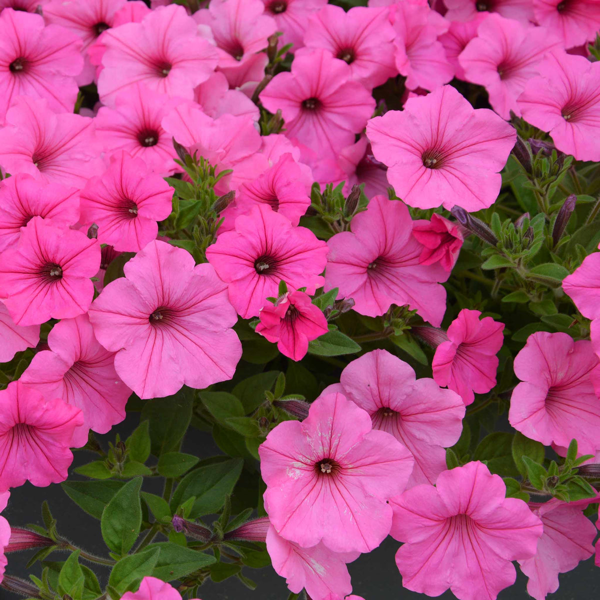 Petunia Supertunia 'Vista Bubblegum' x 6 Super Plugs | Buy Petunia ...