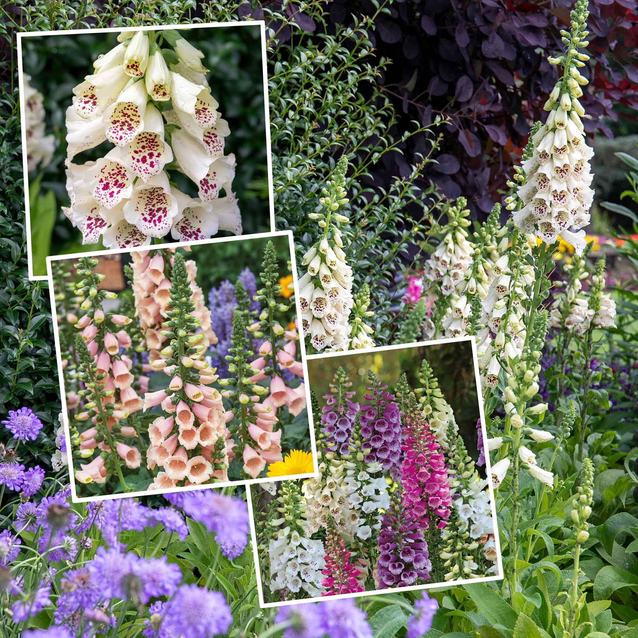 Digitalis Plant Tall Collection | Marshalls Garden