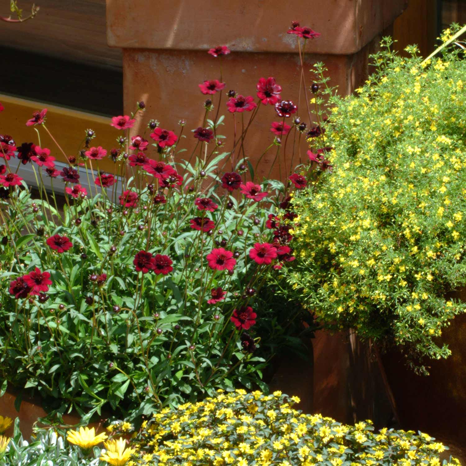 Marshalls Garden: Buy Plants, Seeds, Vegetables & Garden Equipment