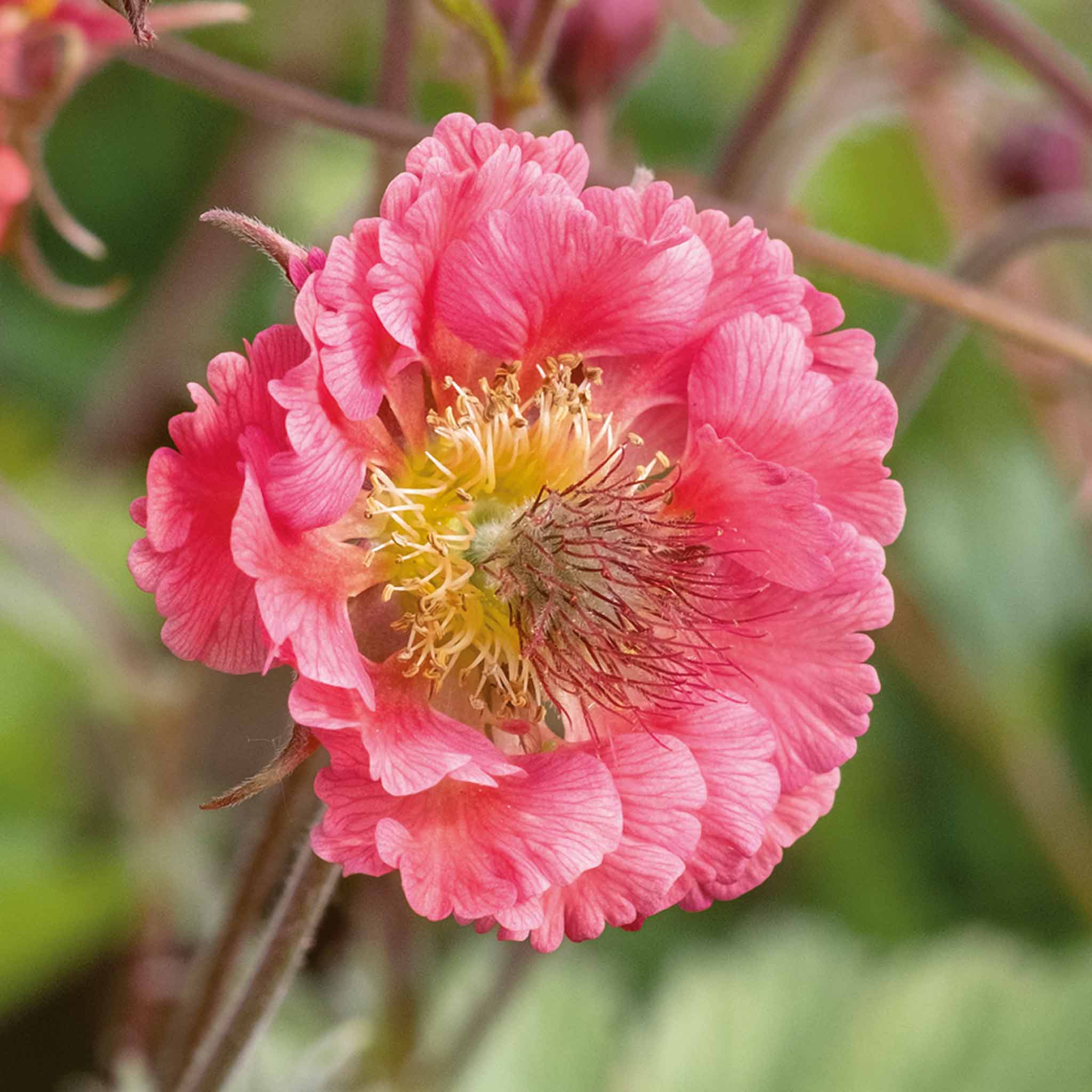 Geum Plant 'Pink Petticoats' | Marshalls Garden