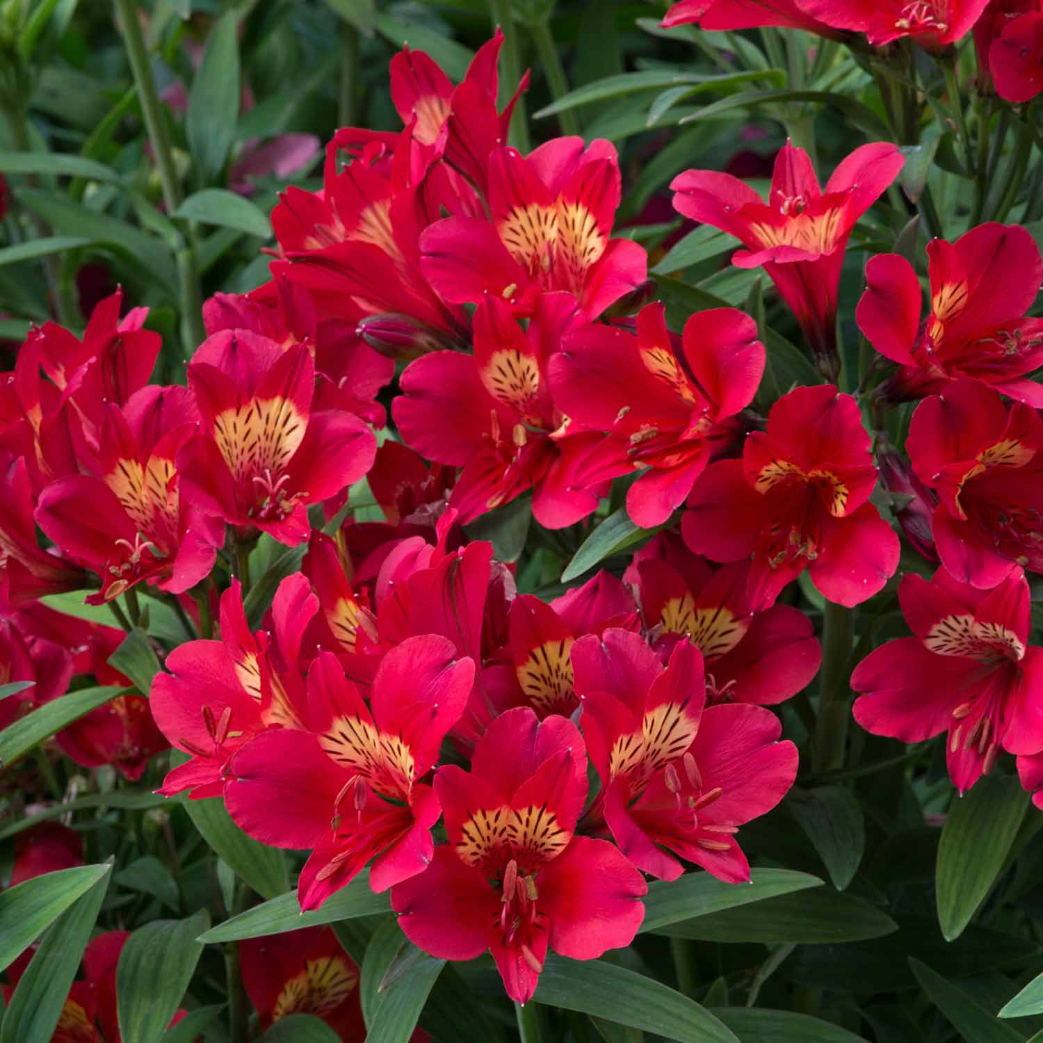 Alstroemeria Plant 'Summer Heat' | Marshalls Garden