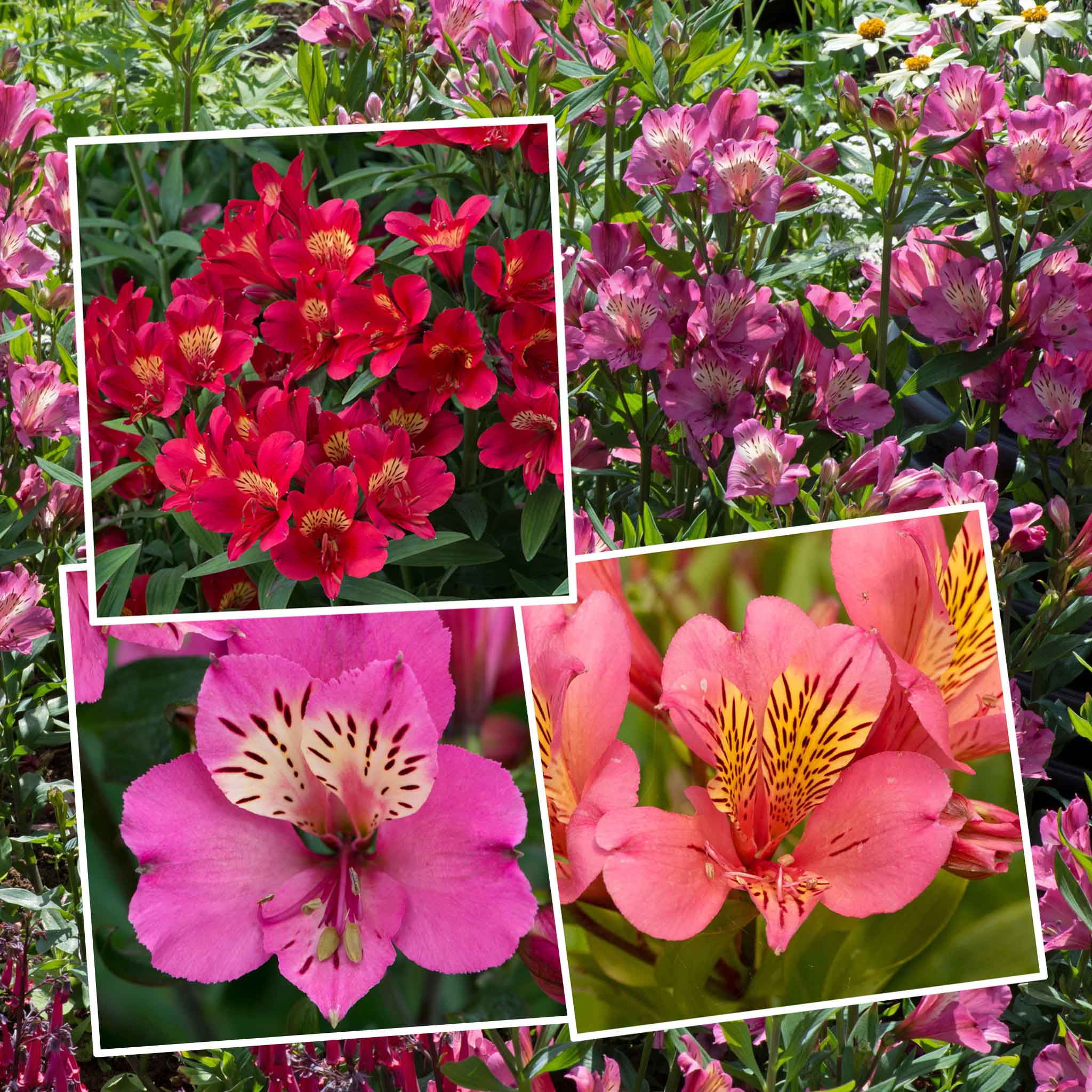 Alstroemeria Plant 'Collection' | Marshalls Garden