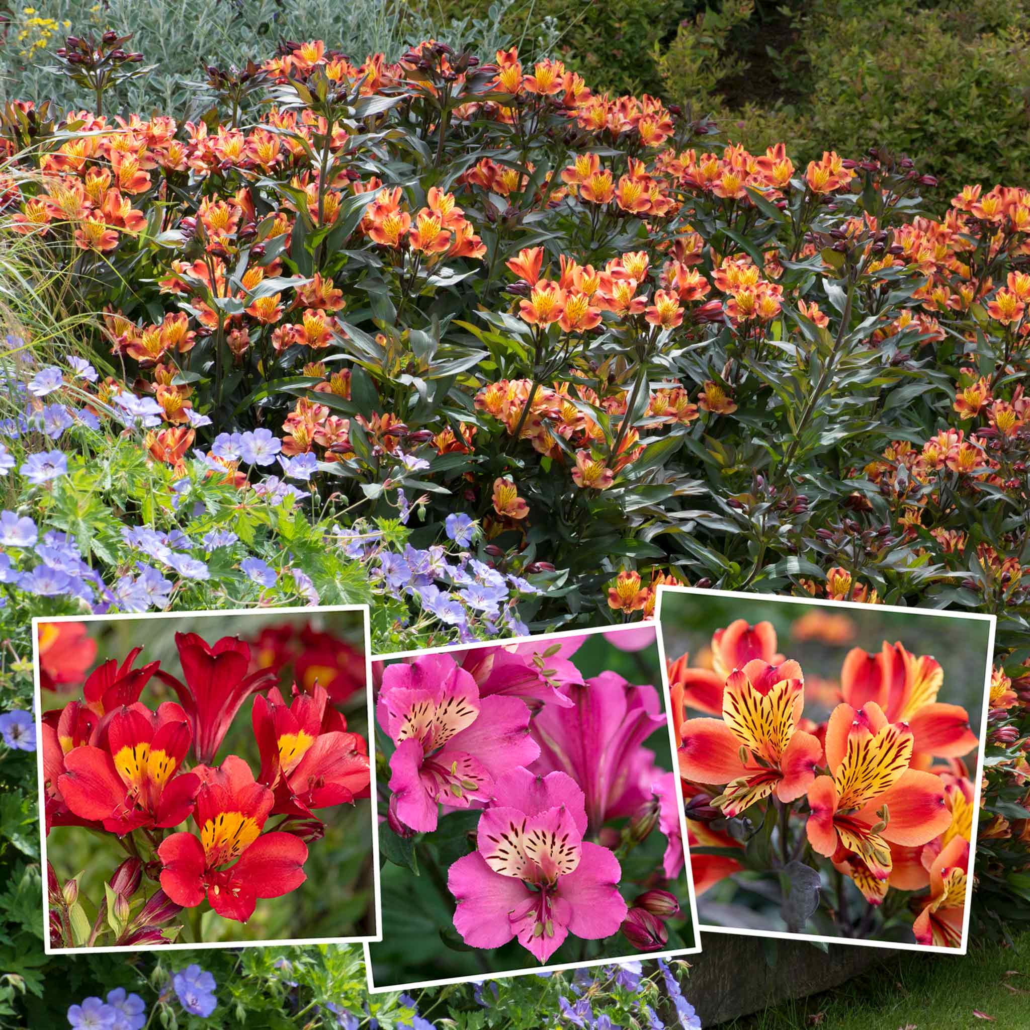 Alstroemeria Plant 'Marshalls Selection - 3 x Garden Ready Plants | Buy ...