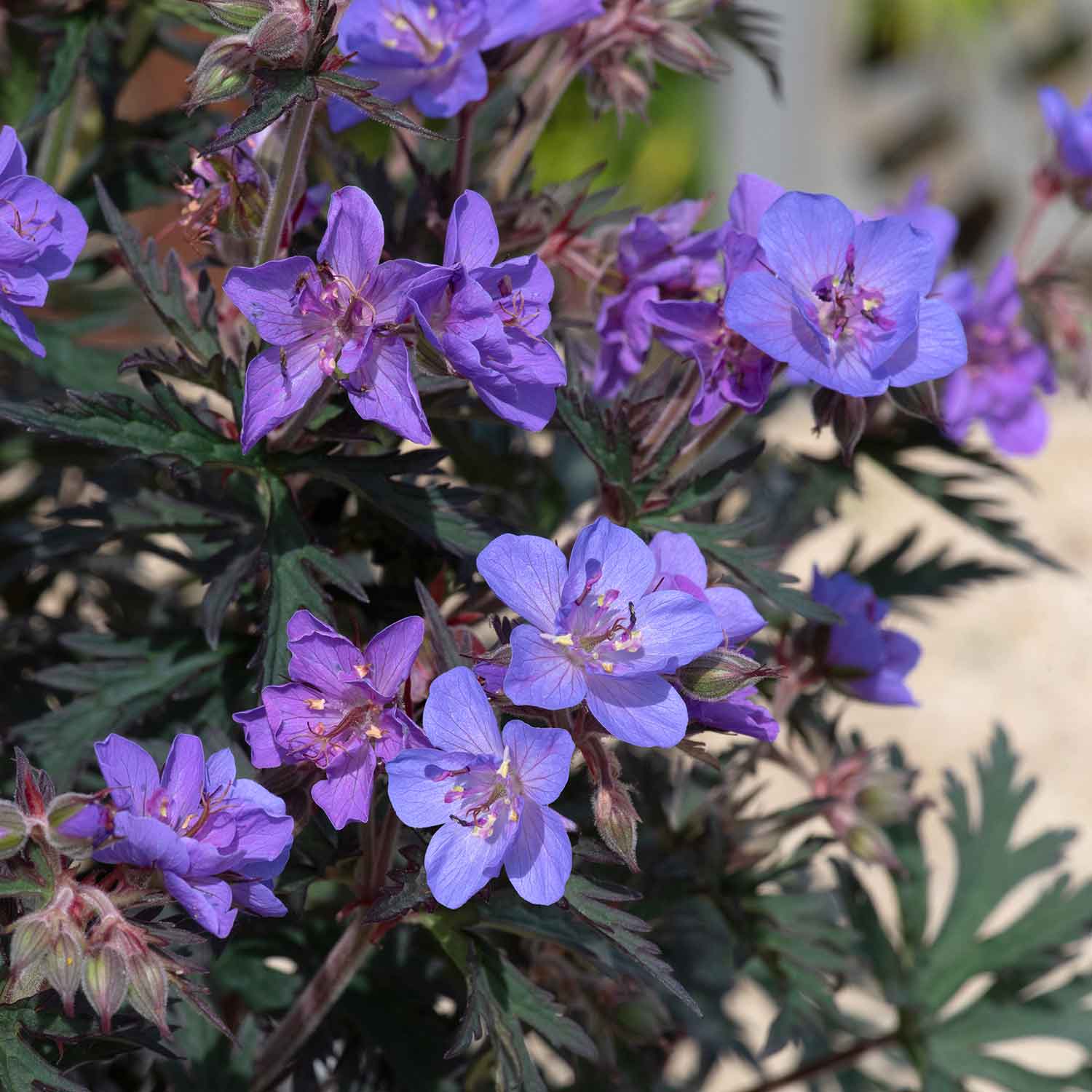 Geranium Plant 'Storm Clouds' | Marshalls Garden