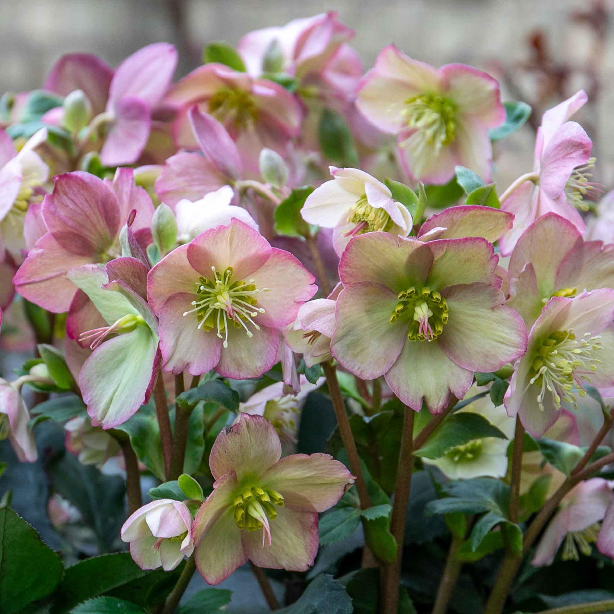 Helleborus Plant 'Ice 'N' Roses Rose' | Marshalls Garden