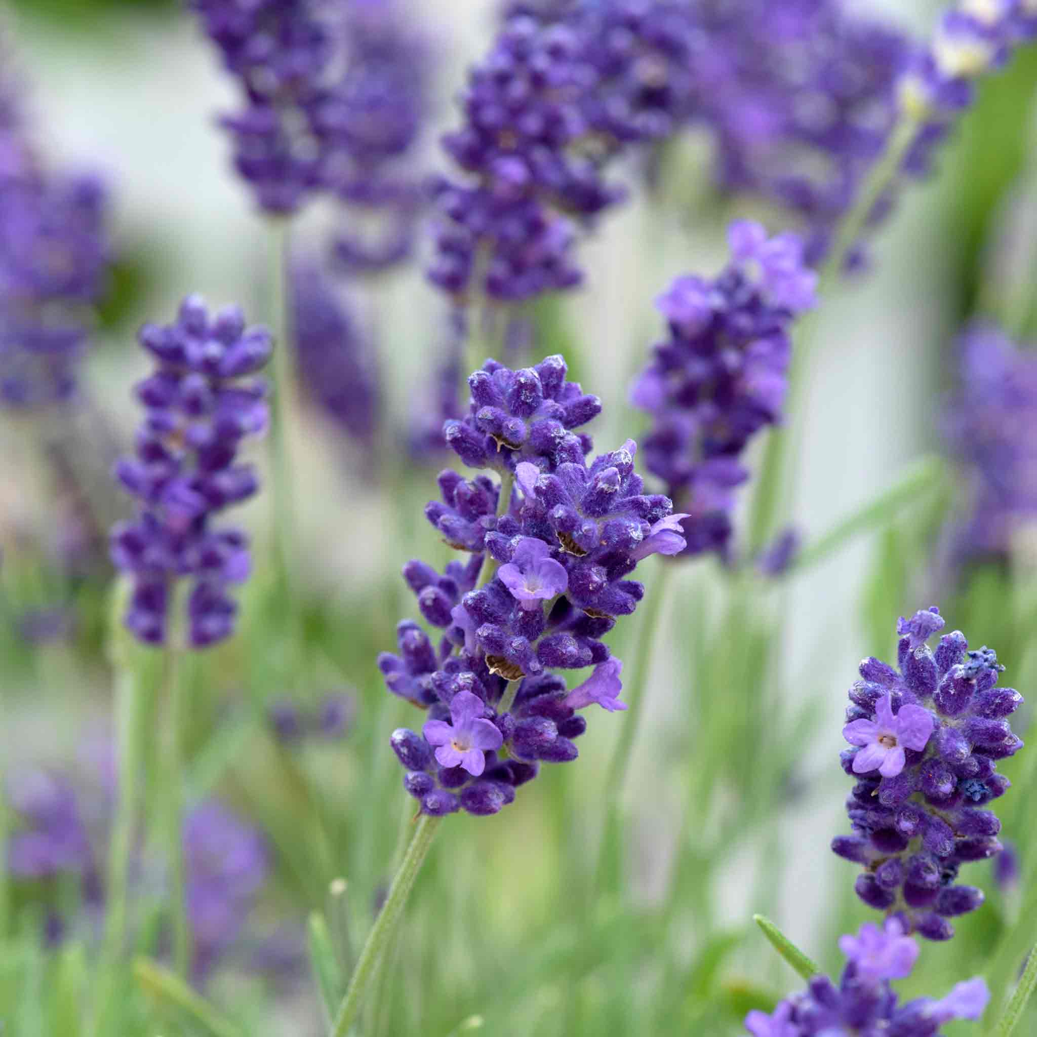 Lavender Plant 'BeeZee Dark Blue' | Marshalls Garden