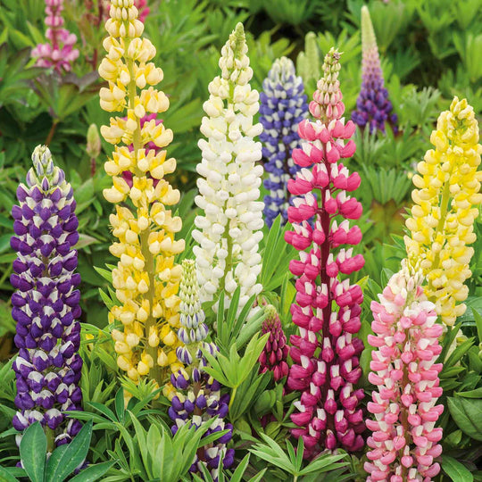 Lupin 'Legendary Mix' x 6 Garden Ready Plants | Buy Lupin Plants Online ...