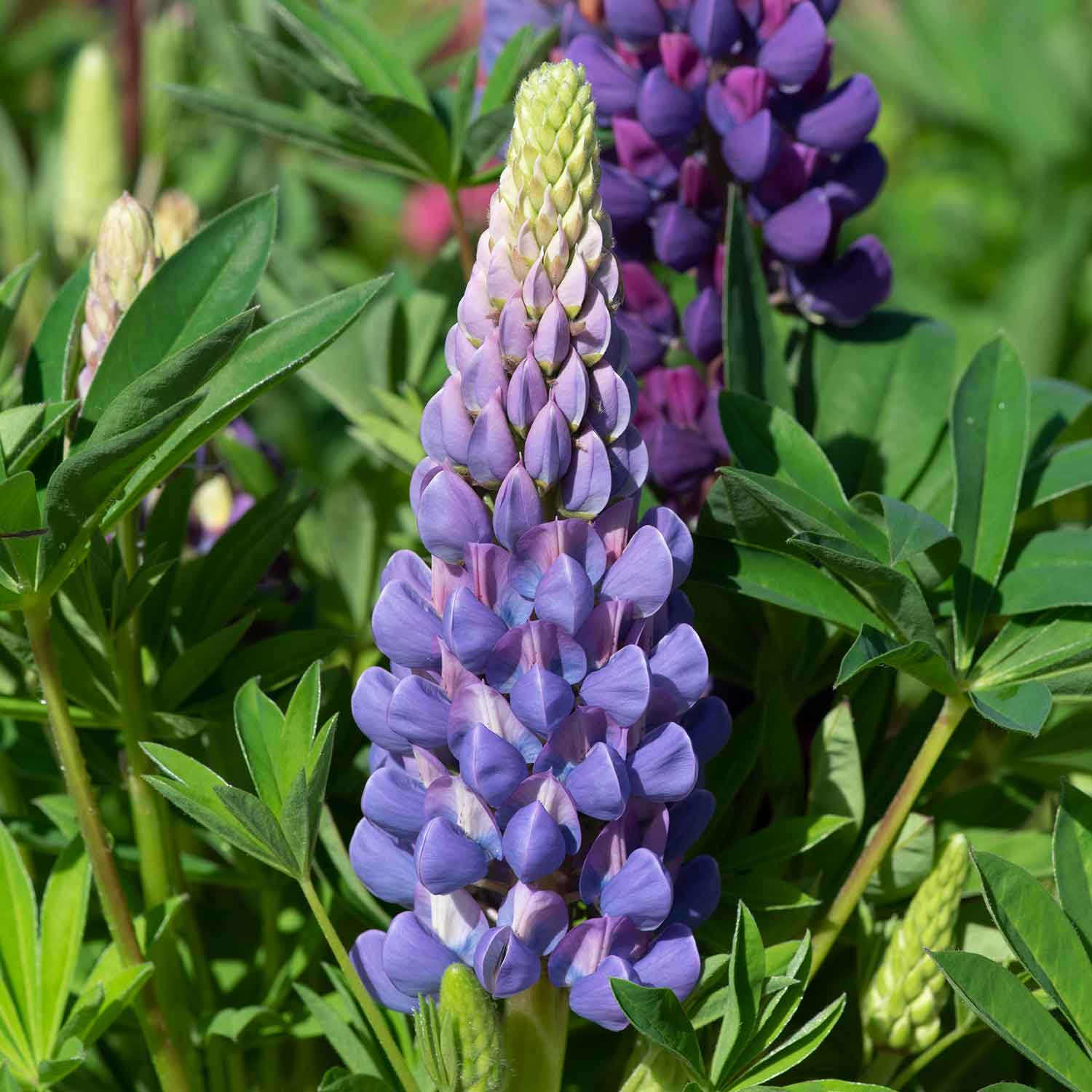 Lupin 'Legendary Blue Shades' x 6 Garden Ready Plants | Buy Lupin ...