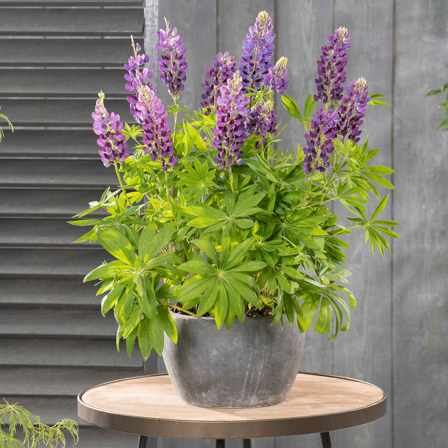 Lupin 'Legendary Blue Shades' x 6 Garden Ready Plants | Buy Lupin ...