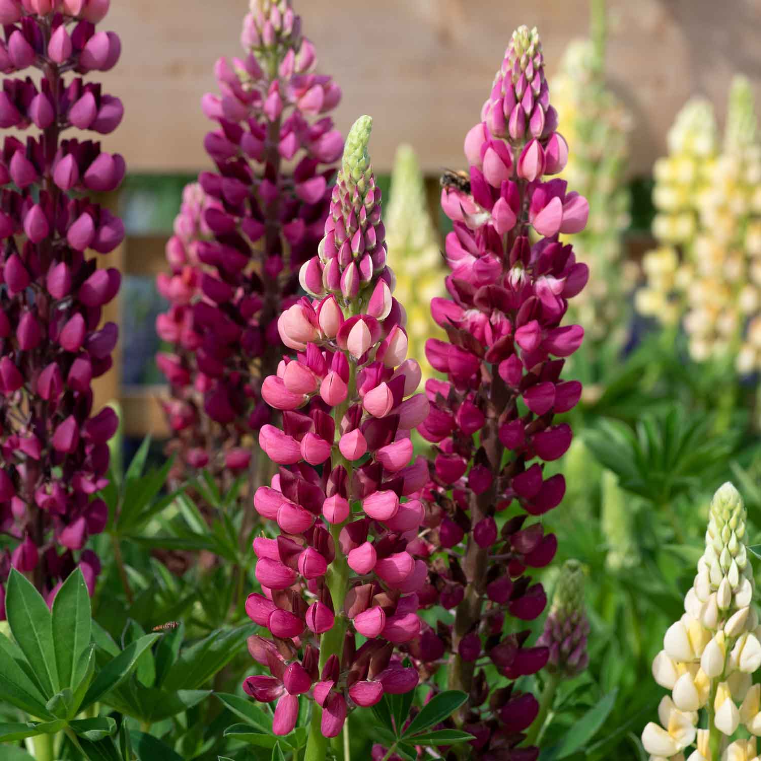 Lupin 'Legendary Red Shades' x 6 Garden Ready Plants | Buy Lupin Plants ...