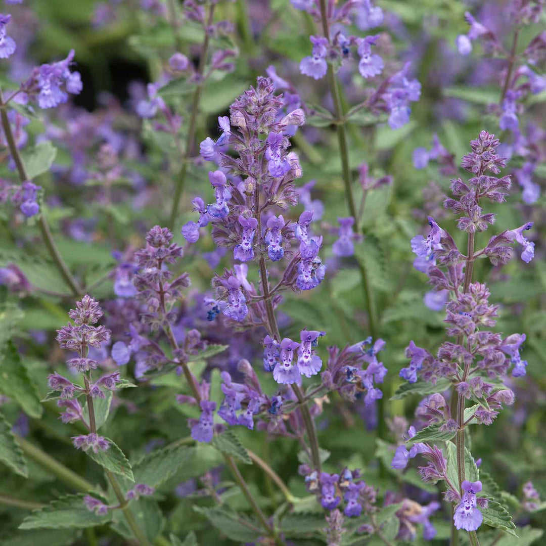 Nepeta 'Junior Walker' x 3 Garden Ready Plants | Buy Nepeta Plants ...
