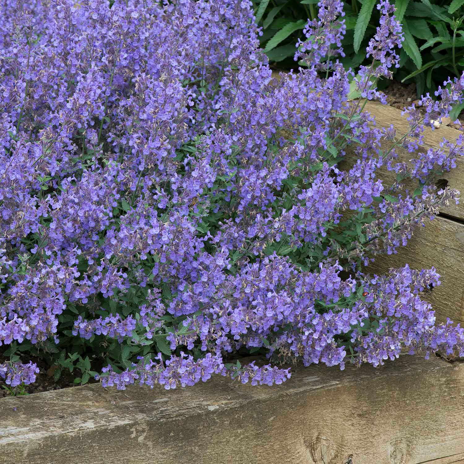 Nepeta 'Junior Walker' x 3 Garden Ready Plants | Buy Nepeta Plants ...