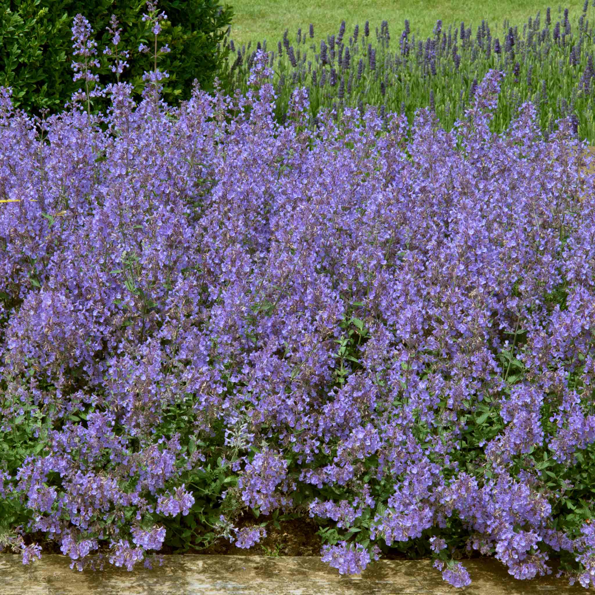 Nepeta Plant 'Junior Walker' | Marshalls Garden
