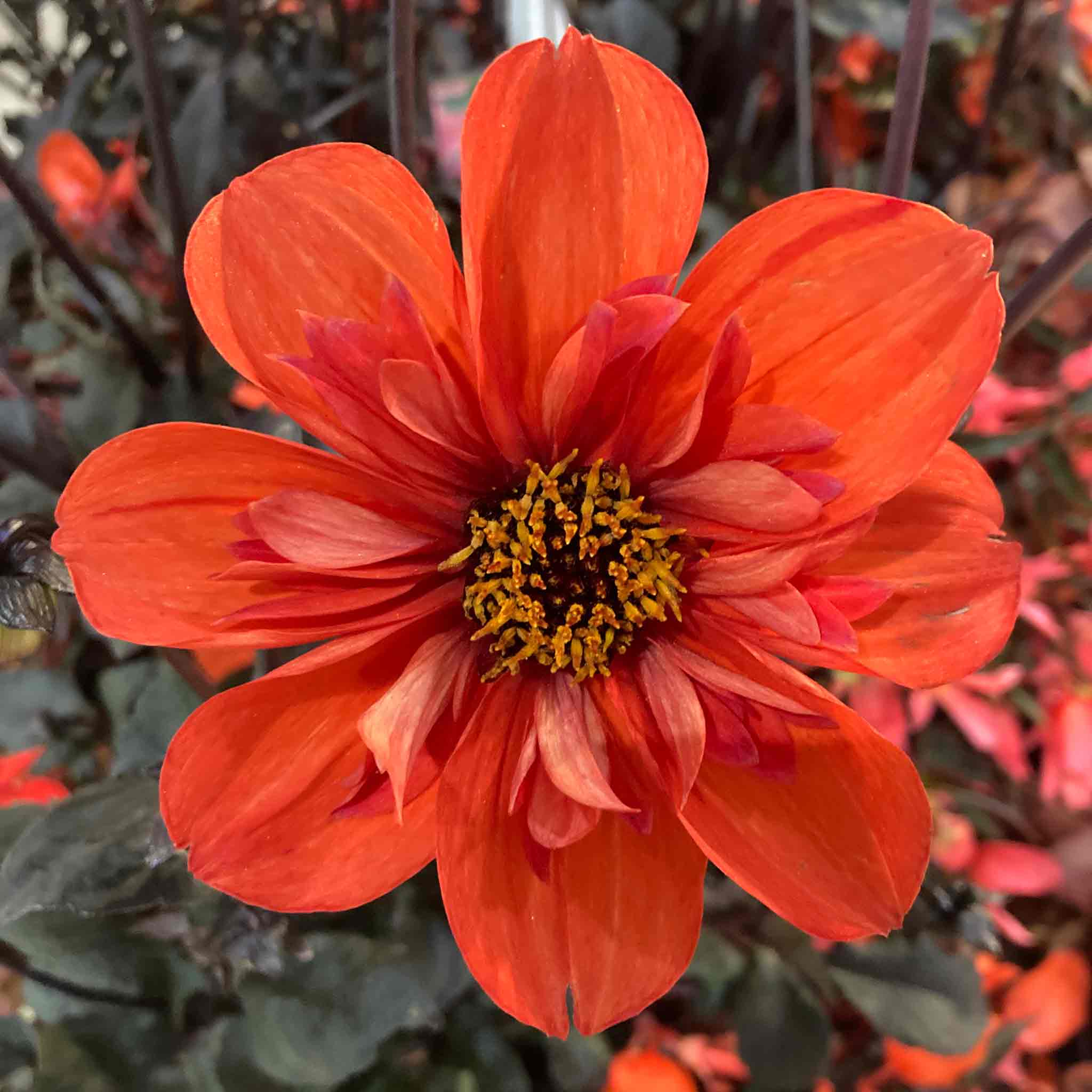 Dahlia Plant 'Mystic Flares Time' | Marshalls Garden