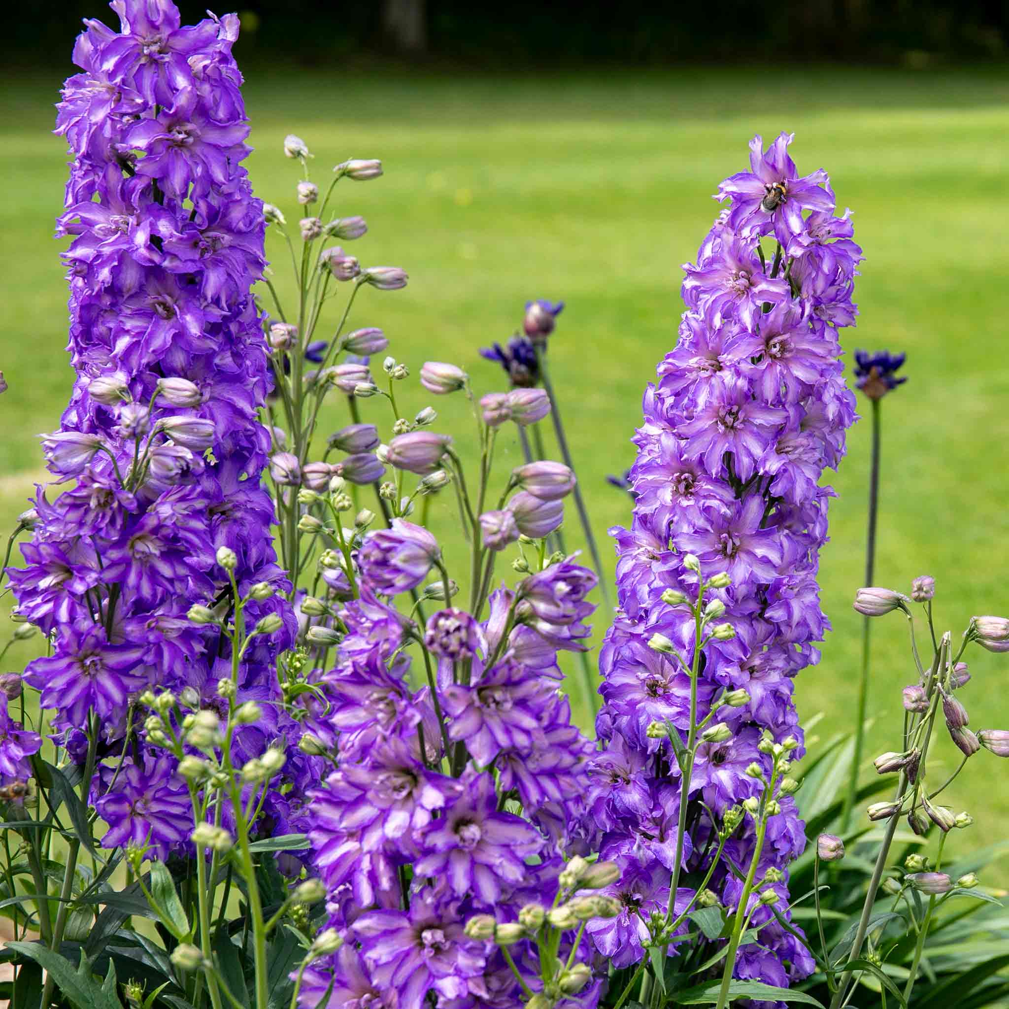 Delphinium Plant 'Delgenius Breezin' | Marshalls Garden