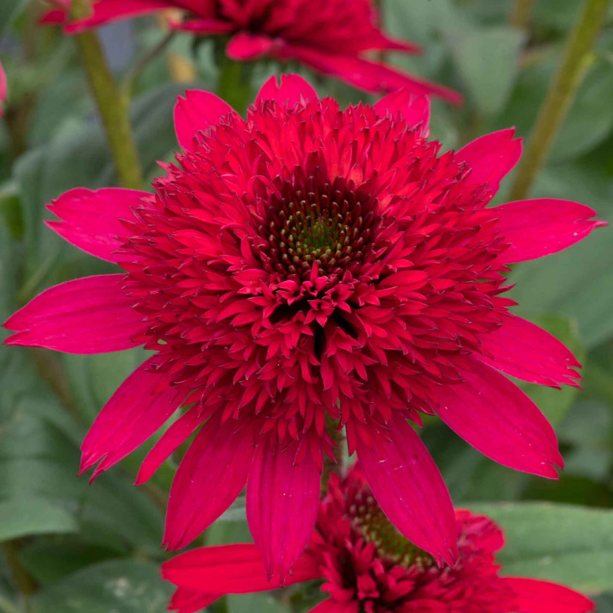 Echinacea 'Sunny Days Ruby' - 3 x Garden Ready Plants | Buy Echinacea ...