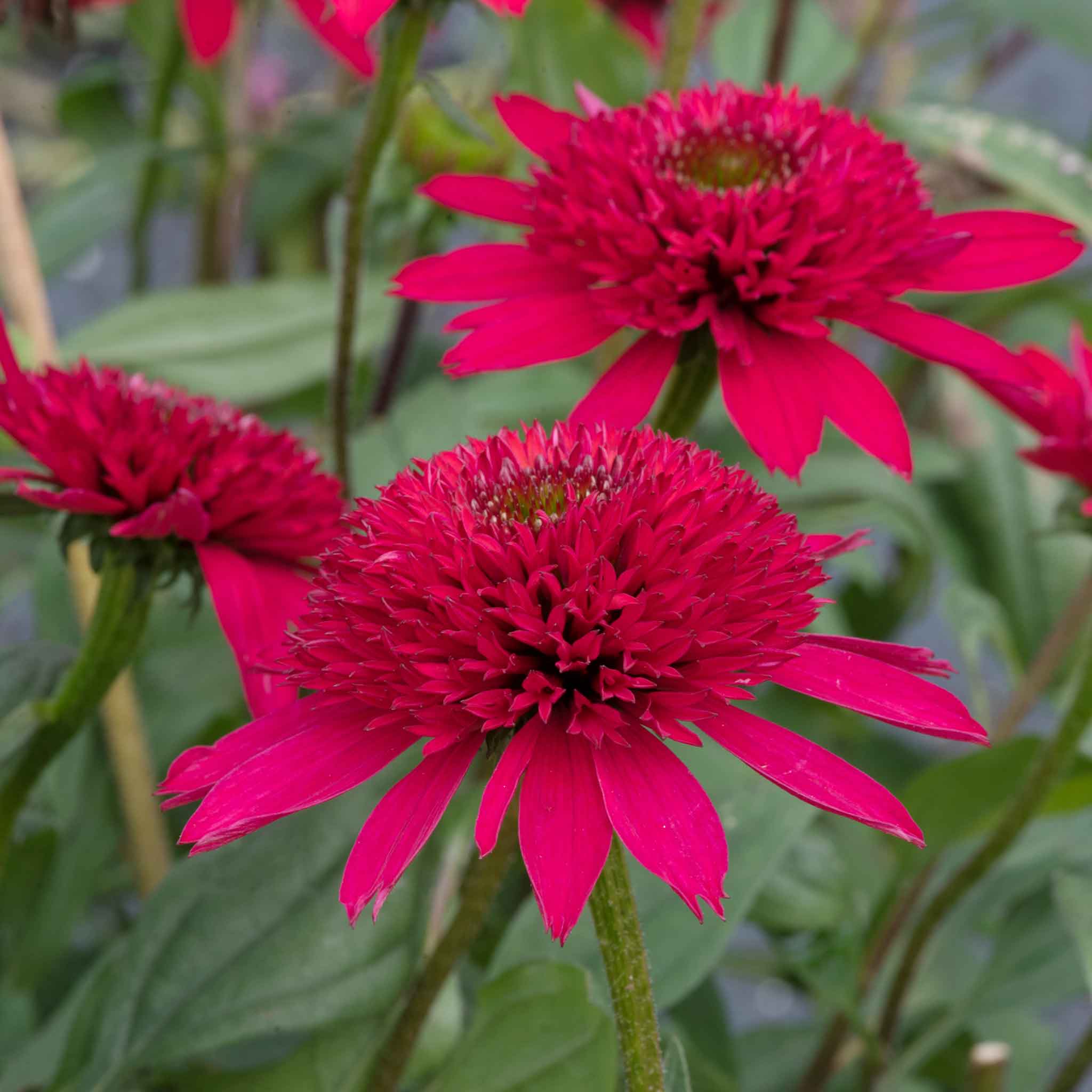 Echinacea Plant 'Sunny Days Ruby' | Marshalls Garden
