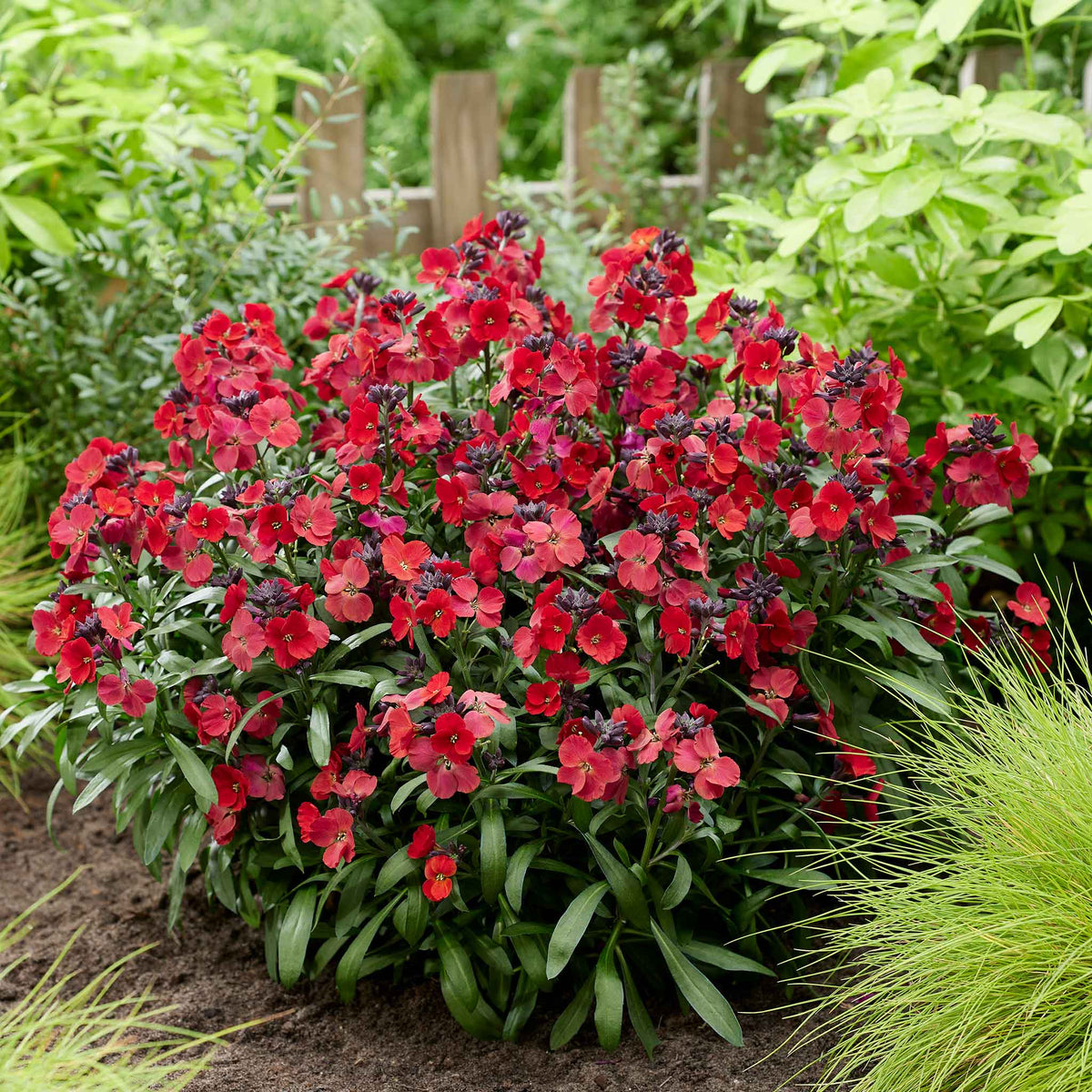 Erysimum 'Colour Vibe Red' - 3 x Garden Ready Plants | Buy Erysimum ...
