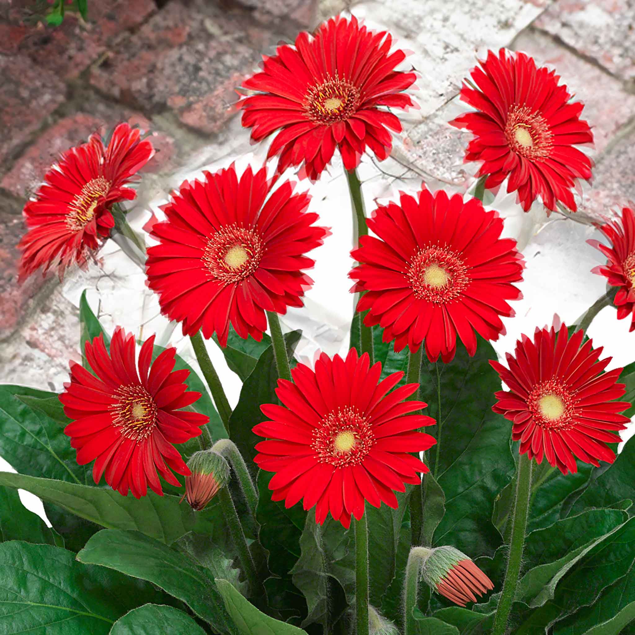 Gerbera Plant 'Garvinea Sweet Love' | Marshalls Garden