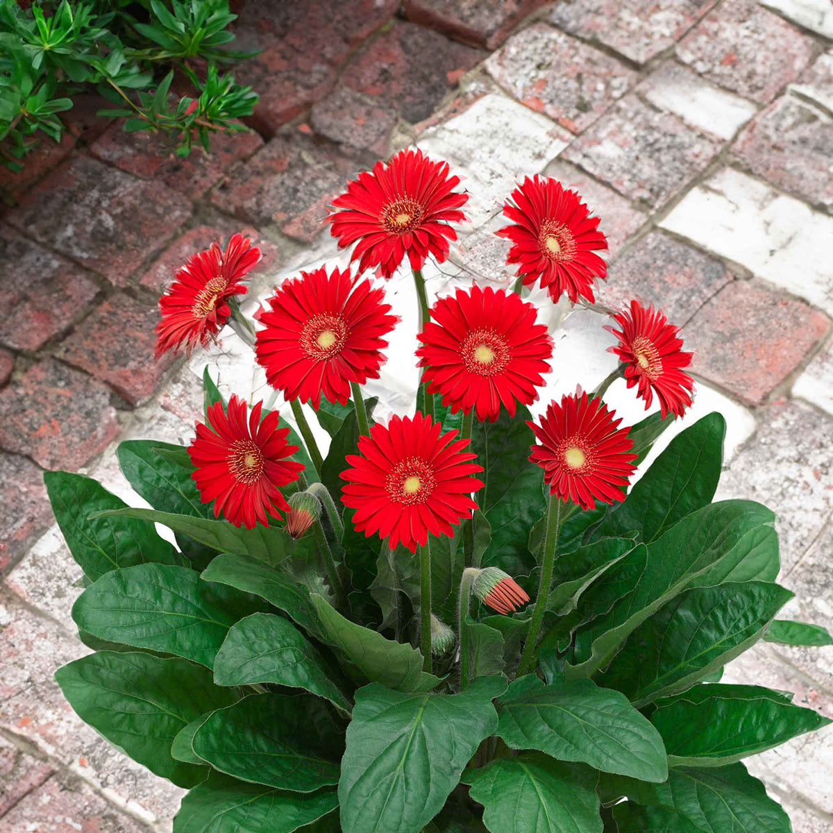 Gerbera Garvinea 'Sweet Love' - 3 x Garden Ready Plants | Buy Gerbera ...
