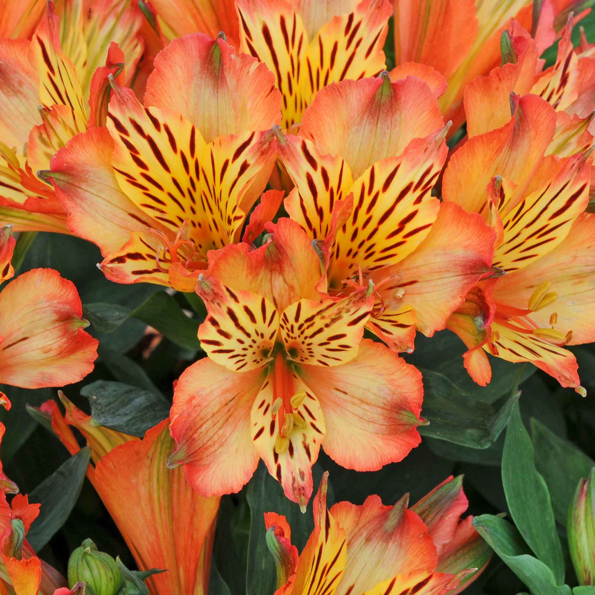 Alstroemeria Plant 'Inticancha Bryce' | Marshalls Garden